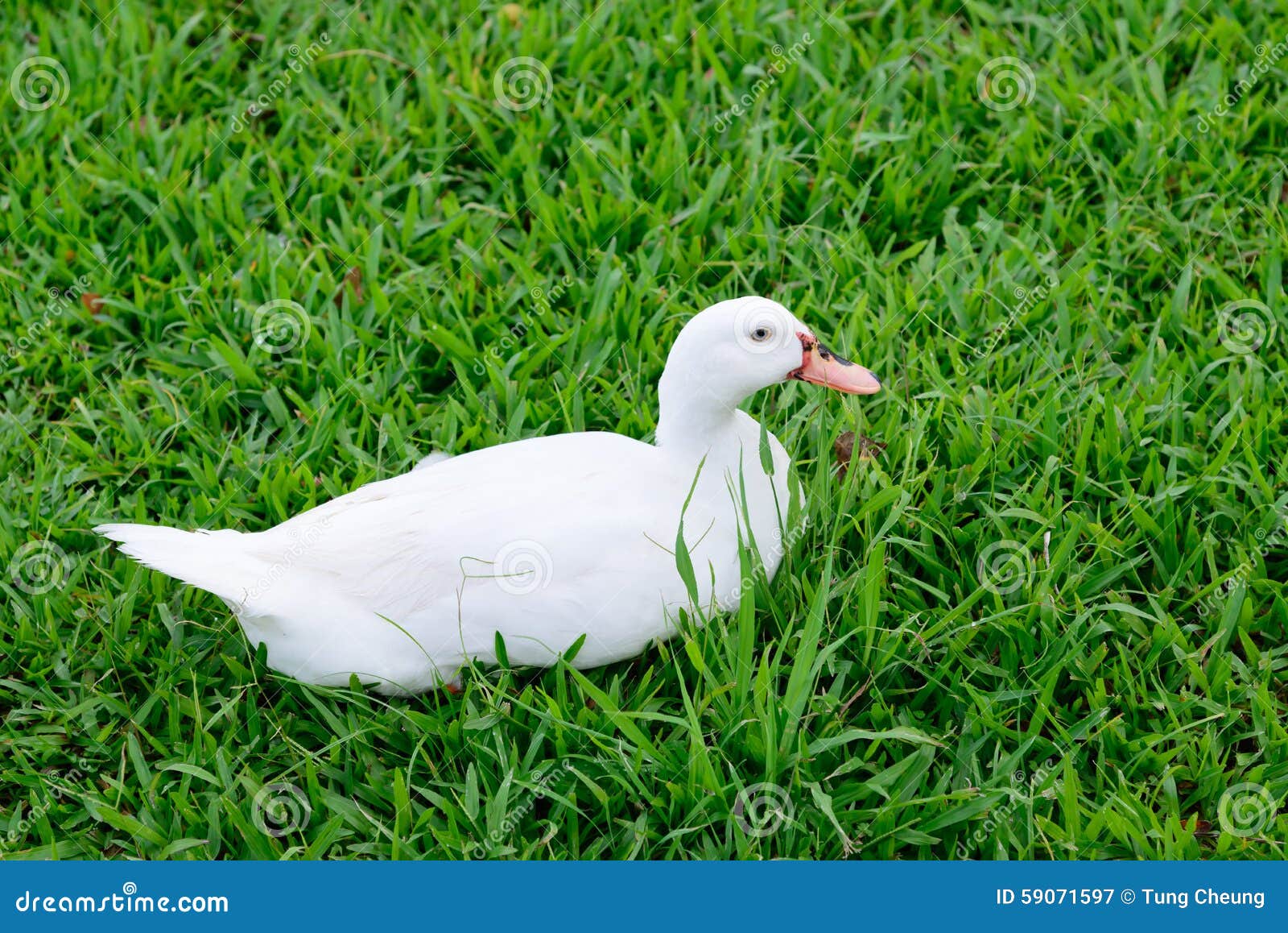 White Duck Sitting on Glass Stock Image - Image of side, calm: 59071597