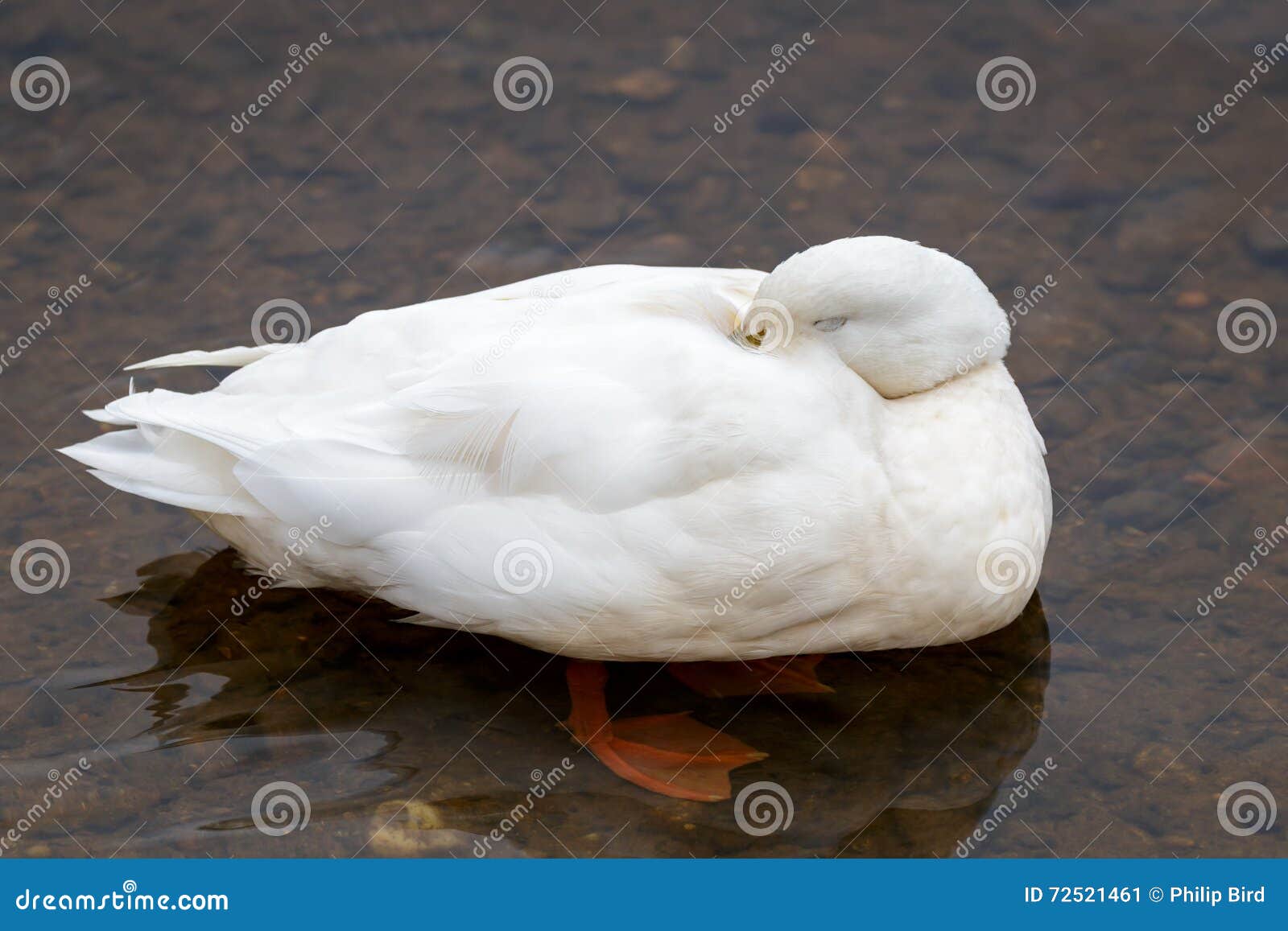 White Duck sleeping stock image. Image of insh, standing - 72521461