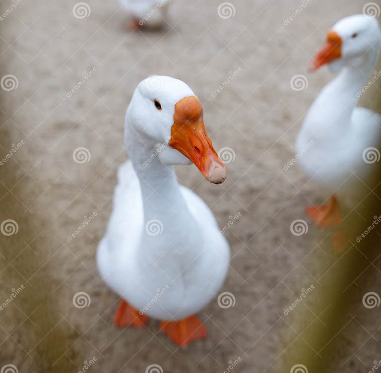 A White Duck is Standing in Front of Two Other Ducks Stock Photo ...