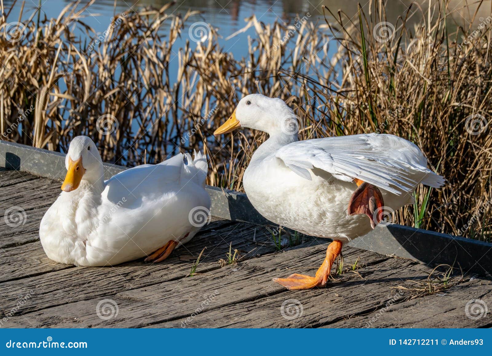 White Duck Stretching Orange Legs Stock Image - Image of meat, cuisine ...