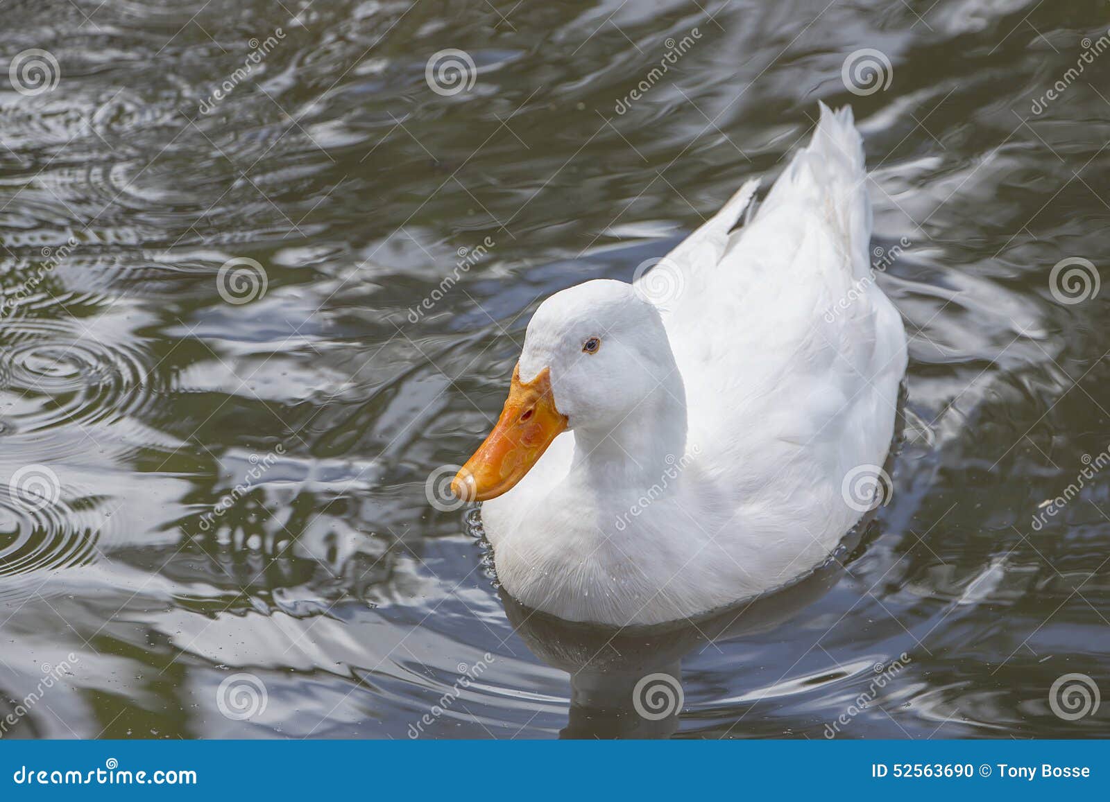 White Duck Profile Stock Photography | CartoonDealer.com #36399458
