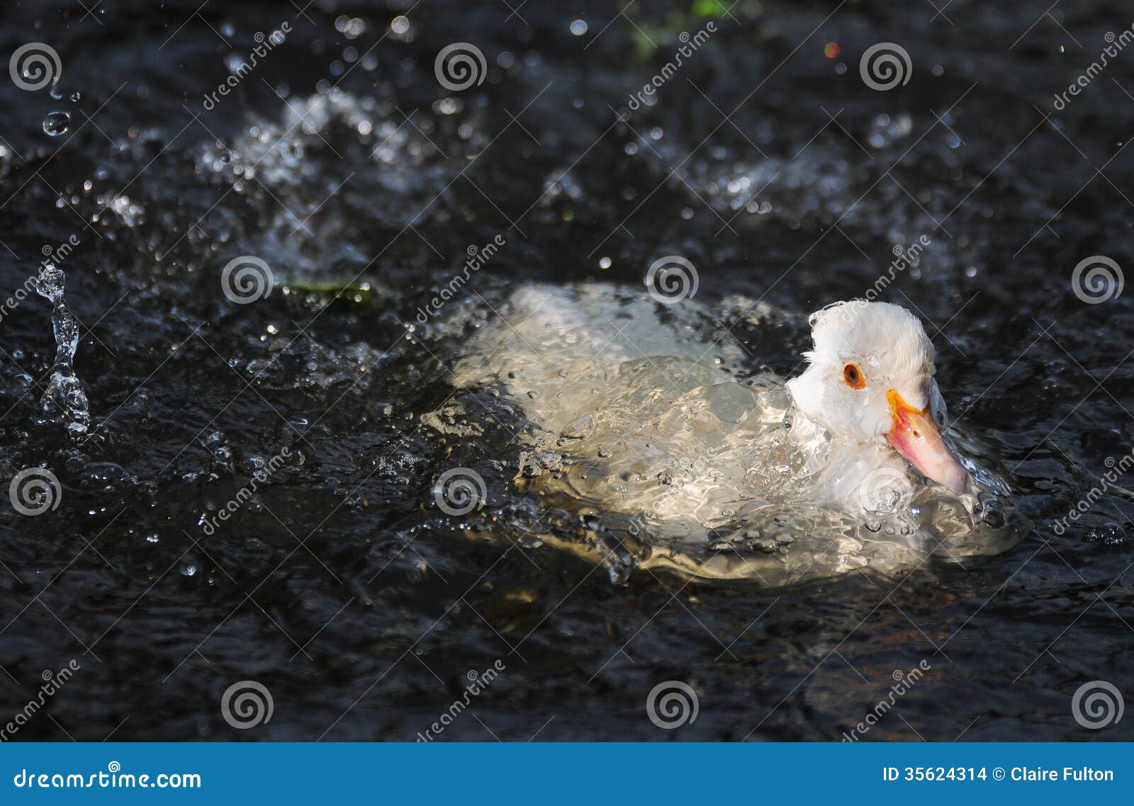 White duck under water stock photo. Image of ornithology - 35624314