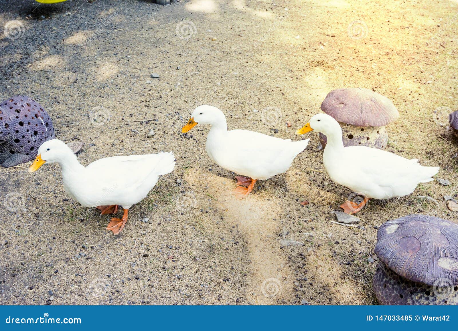 White duck on the walk stock image. Image of three, beak - 147033485
