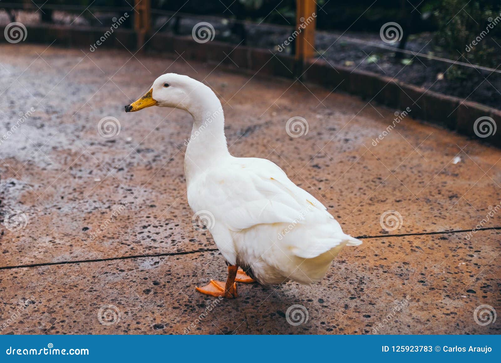 White Duck Walking in an Aviary Stock Image - Image of orange, couple ...