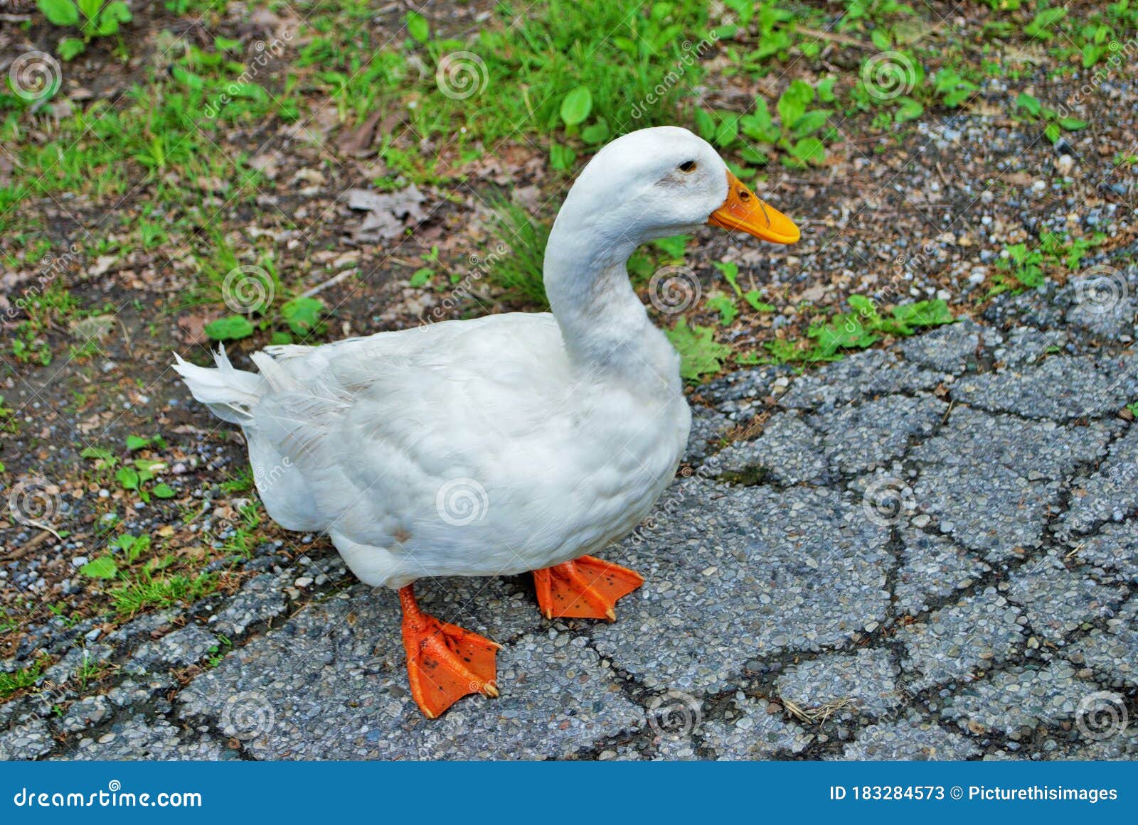 White Duck Walking Down the Street in a Park Stock Image - Image of ...