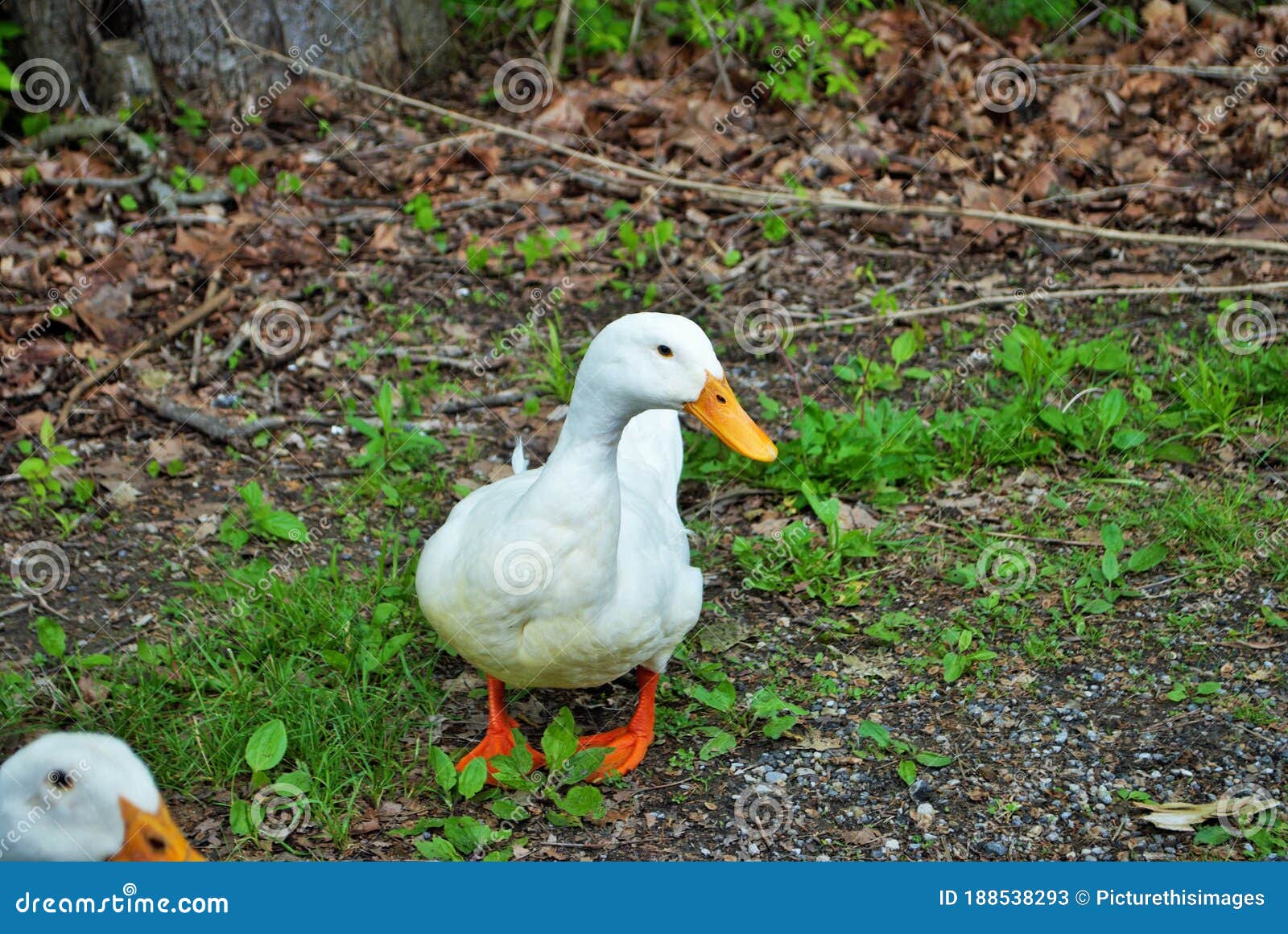 White Duck Walking Down the Street in a Park Stock Image - Image of ...