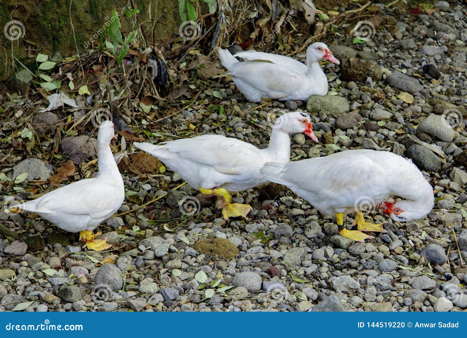 White Duck Walking on the Ground Stock Photo - Image of walk, animal ...