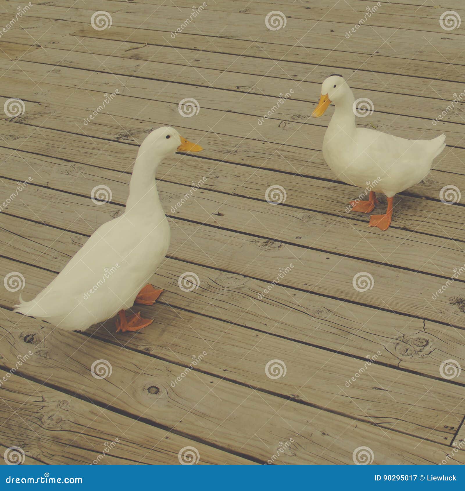 White duck walking stock image. Image of wildlife, bird - 90295017