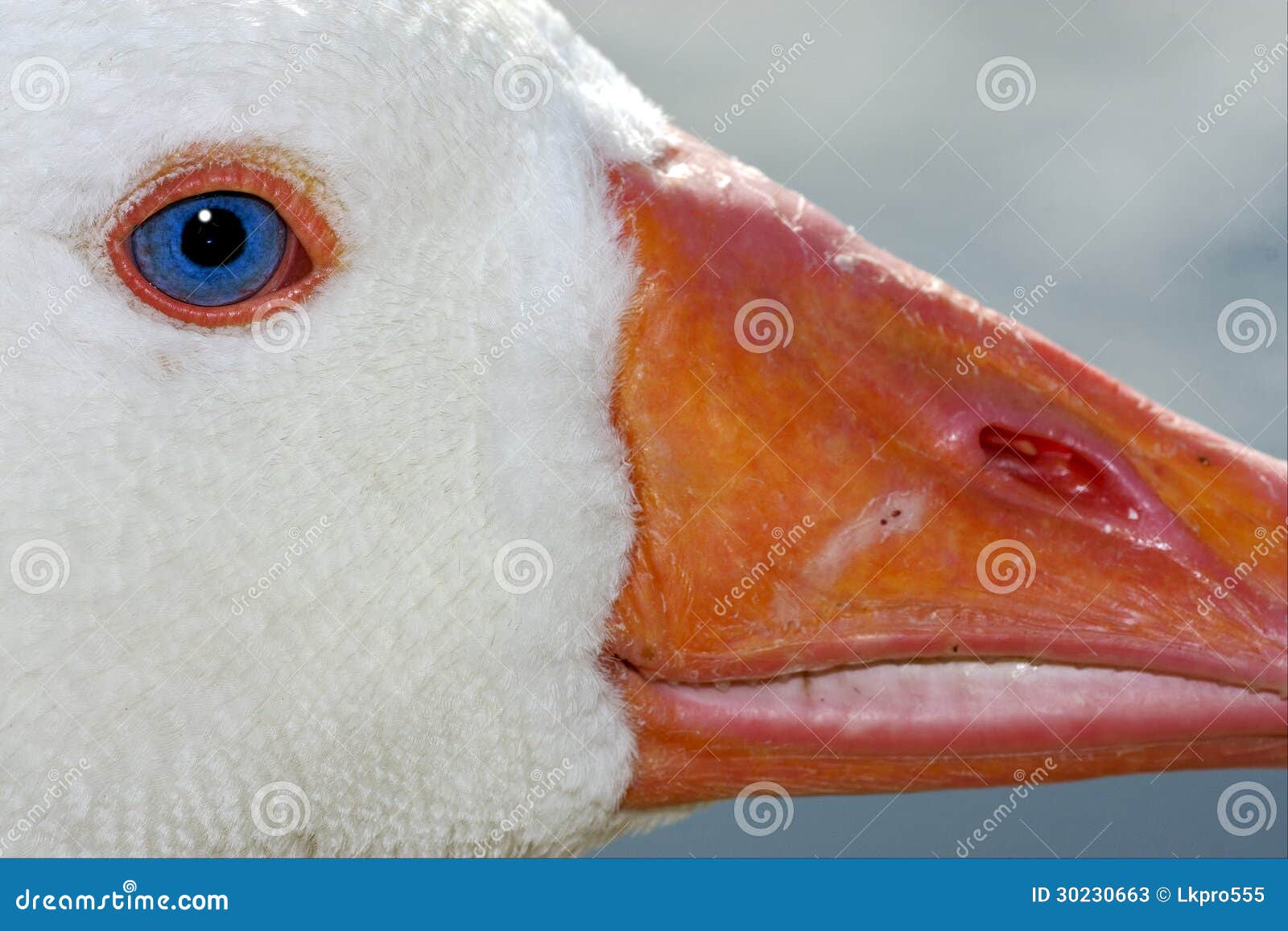 20,038 Duck Eye Stock Photos - Free & Royalty-Free Stock Photos from ...