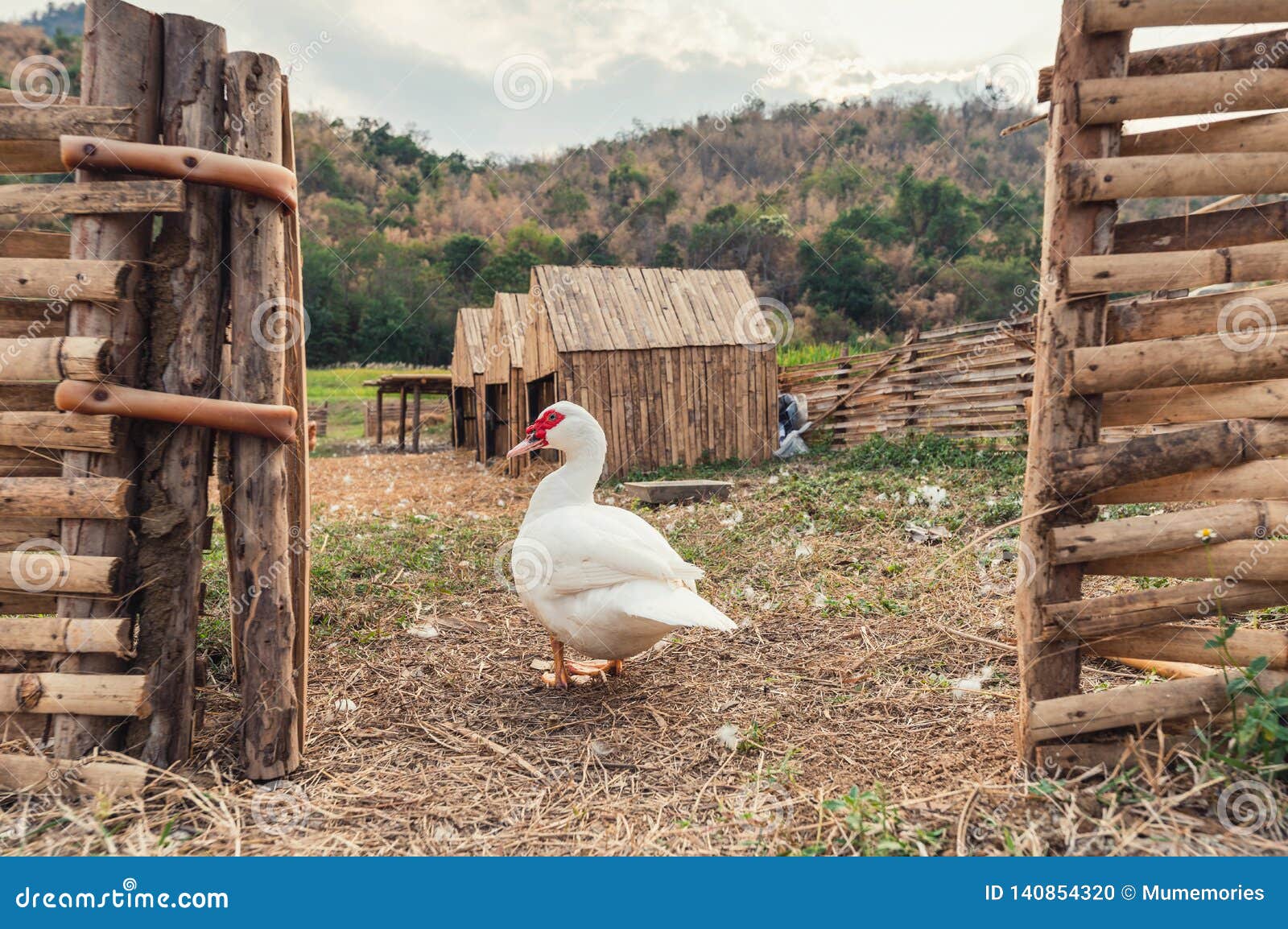 White duck in wooden stall stock photo. Image of group - 140854320