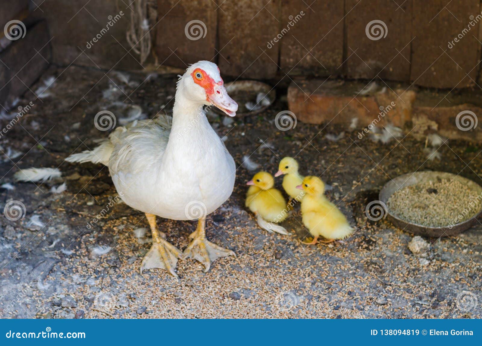 White Duck with Yellow Ducklings Stock Image - Image of bird, fluffy ...