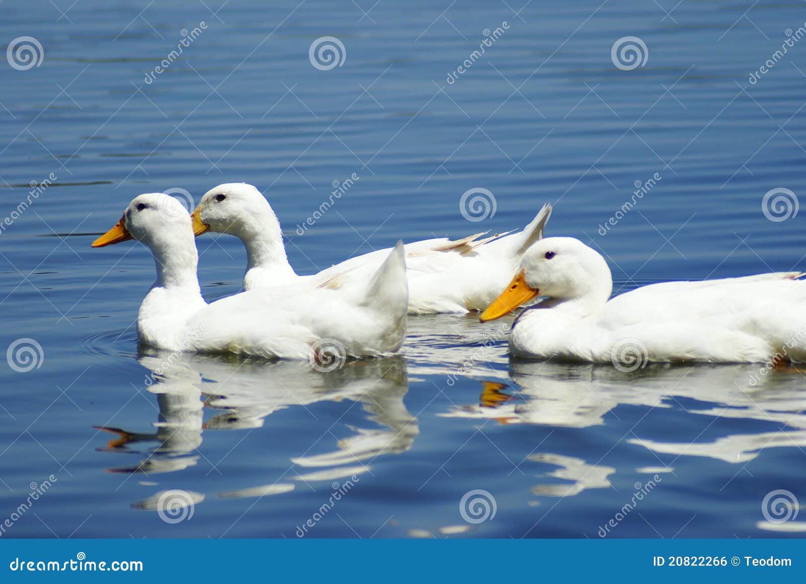 White Ducks stock photo. Image of quacking, fowl, bird - 20822266