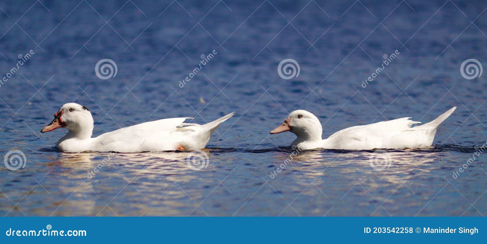 White ducks. stock photo. Image of flying, blurry, door - 203542258