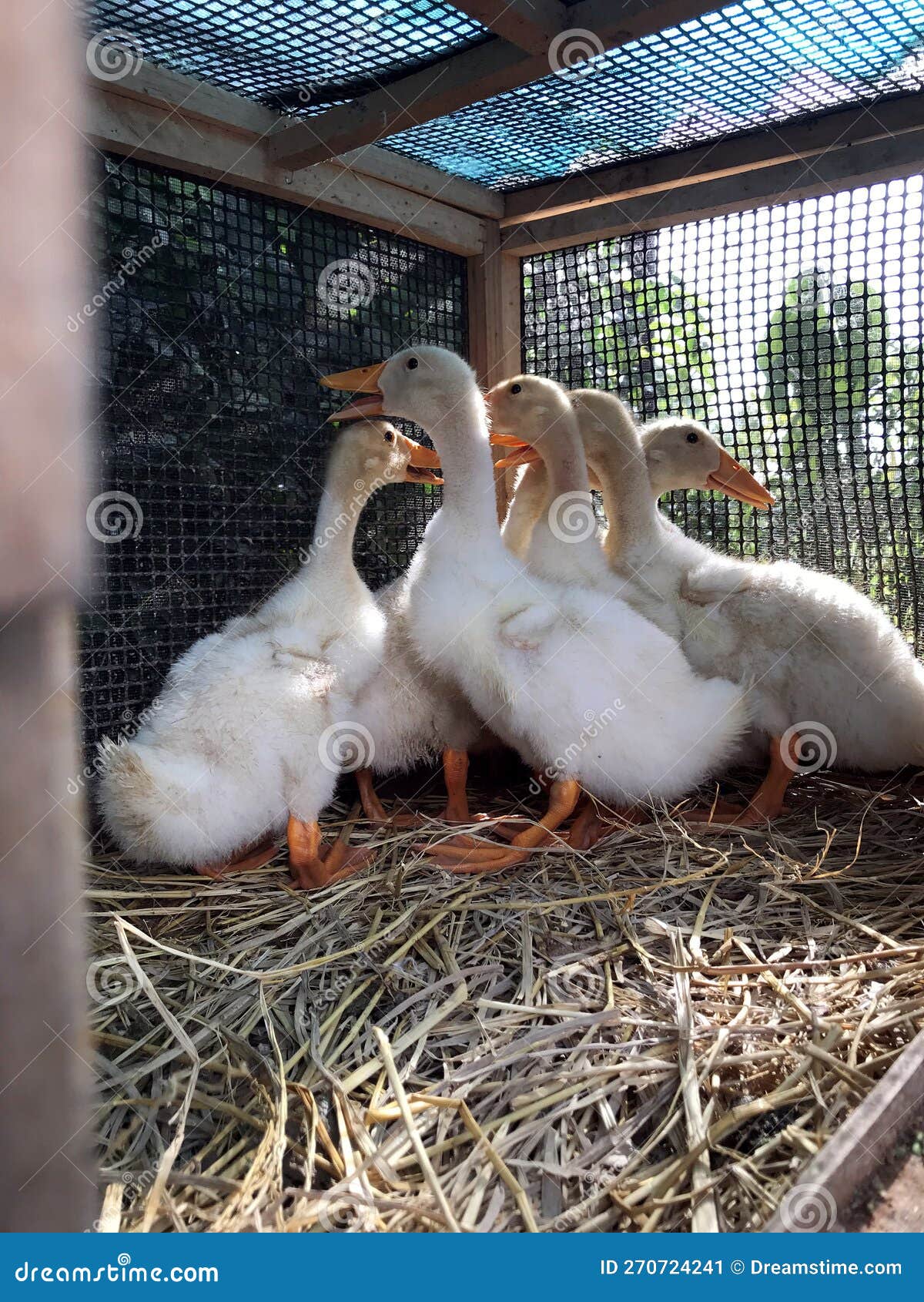 White Ducks in a Cage on the Farm. Stock Image - Image of garden ...