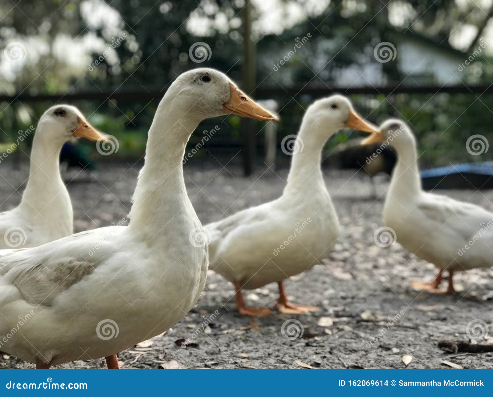 White ducks on a farm stock photo. Image of birds, animals - 162069614