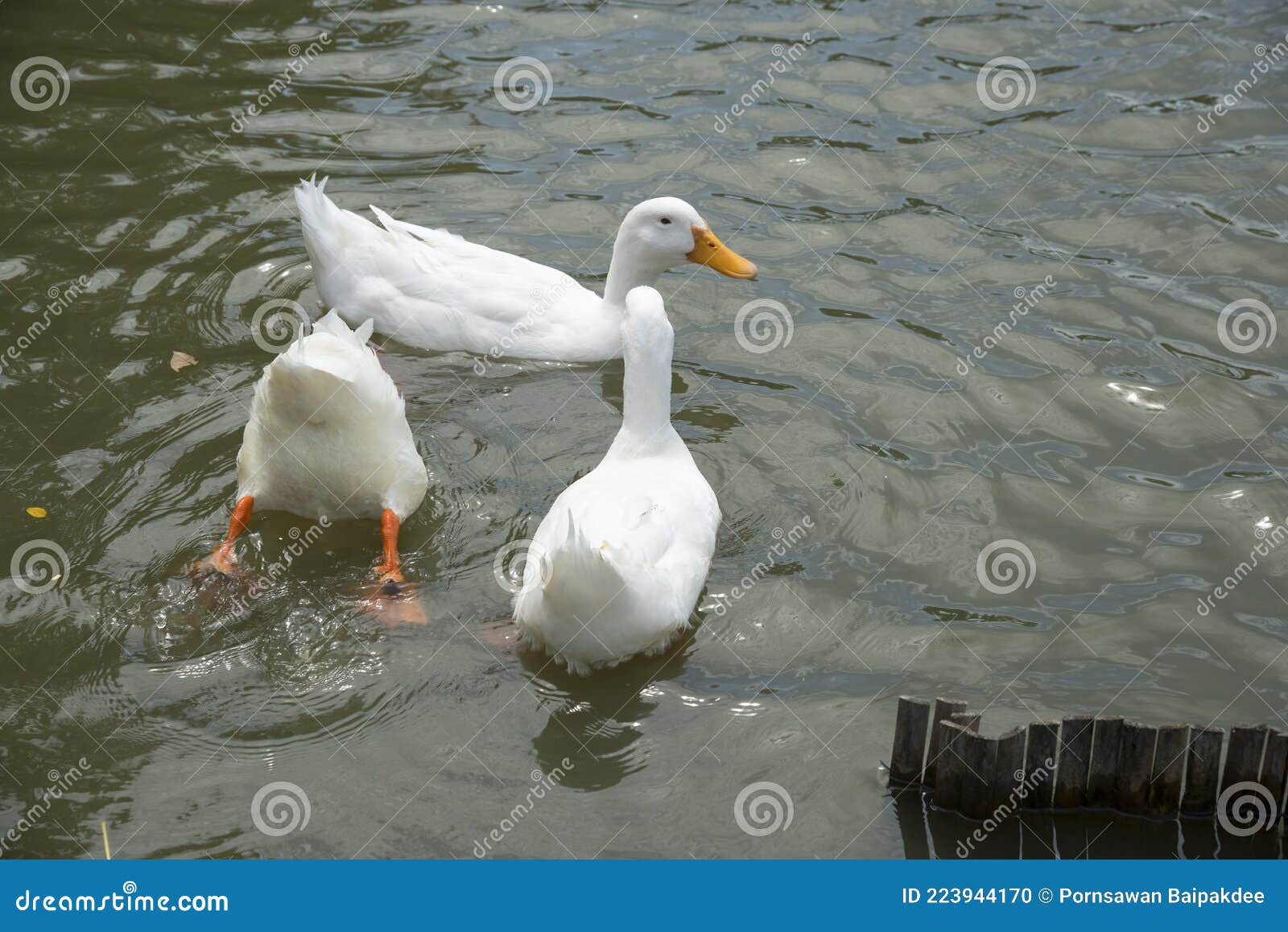 White ducks float down stock photo. Image of bird, wild - 223944170