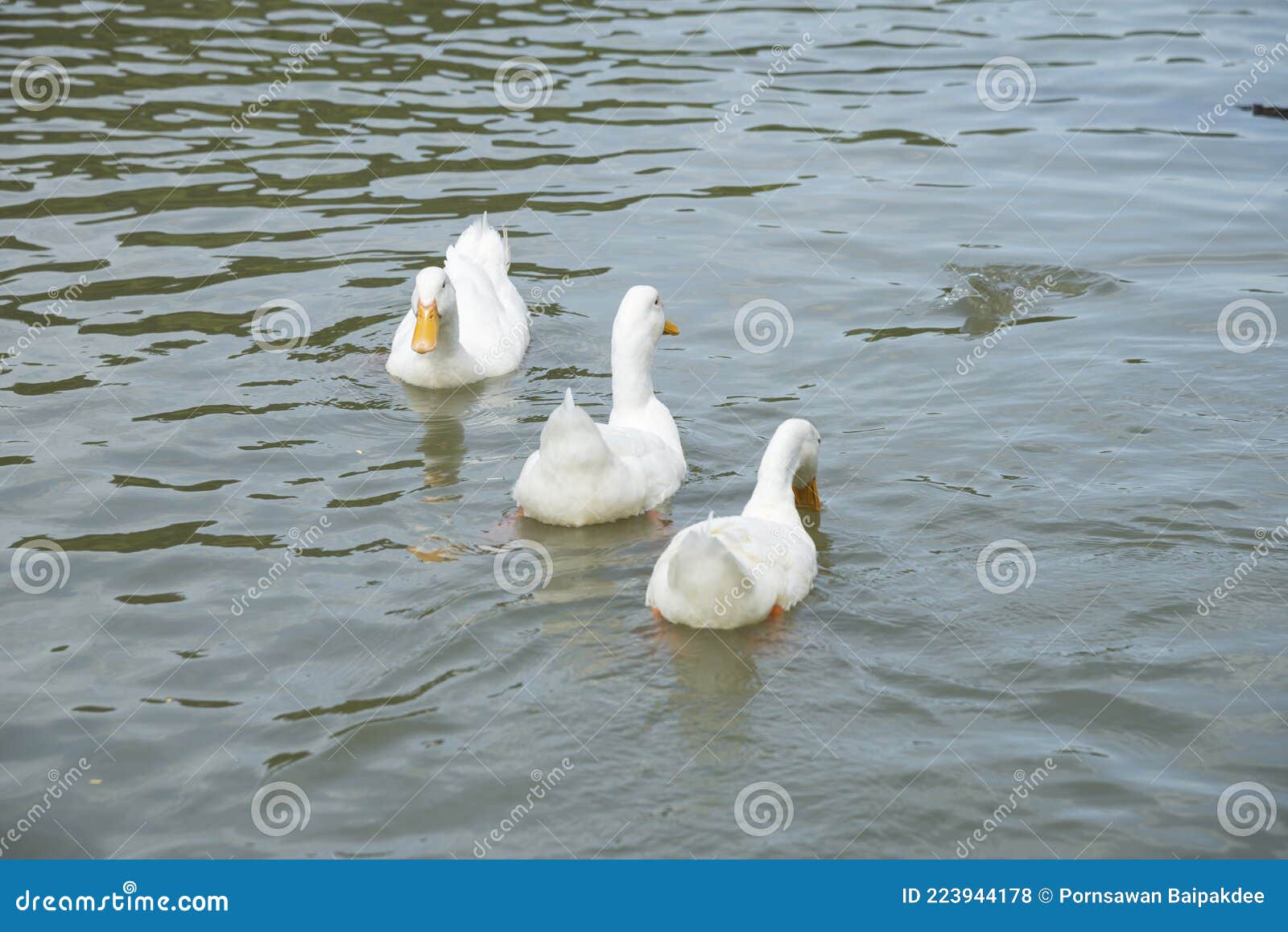 White ducks float down stock photo. Image of surface - 223944178