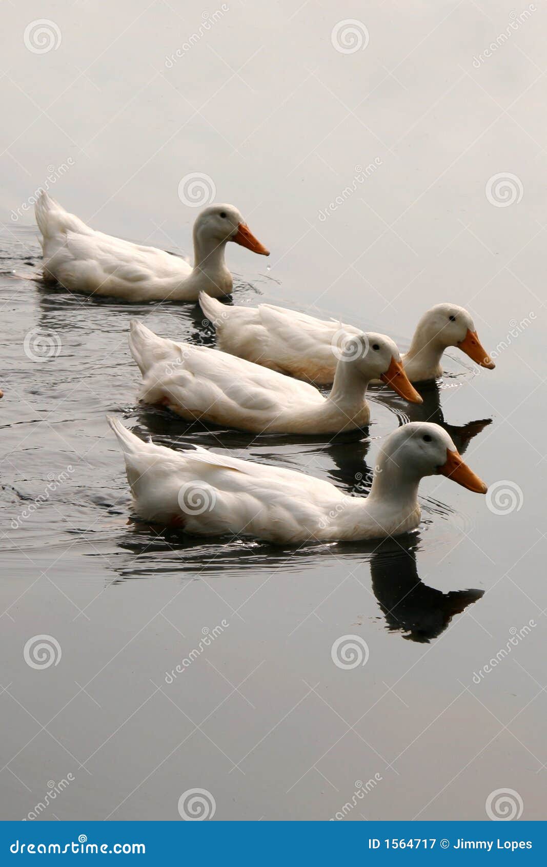 White Ducks in Formation stock image. Image of reflections - 1564717