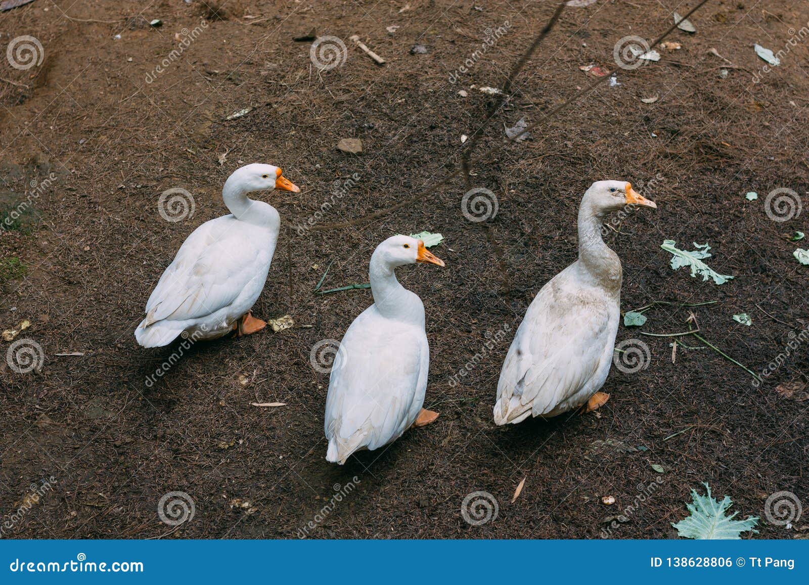 3 White Ducks in Line and Looking at Camera in the Farm Stock Photo ...