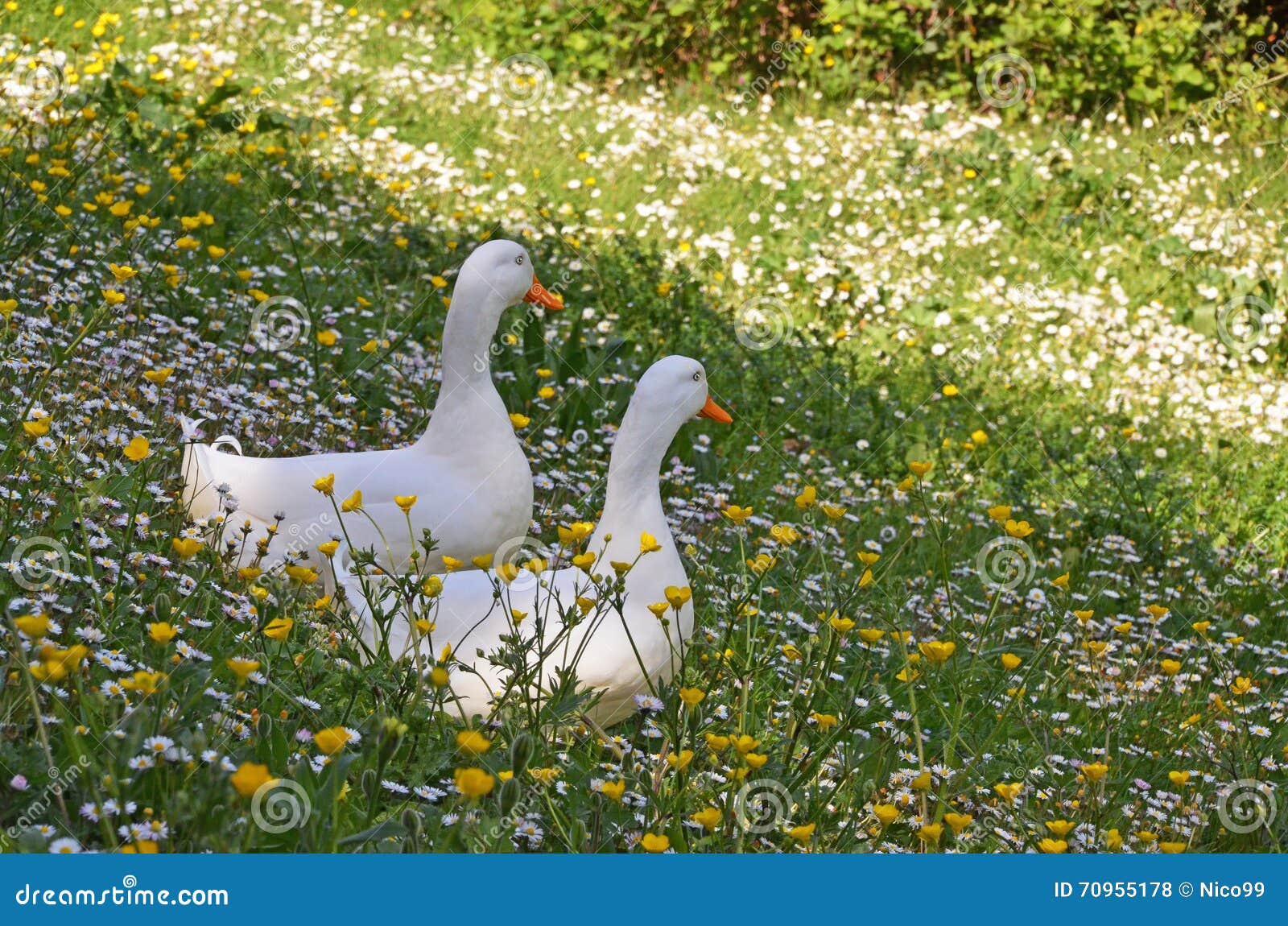 White ducks in springtime stock photo. Image of avian - 70955178