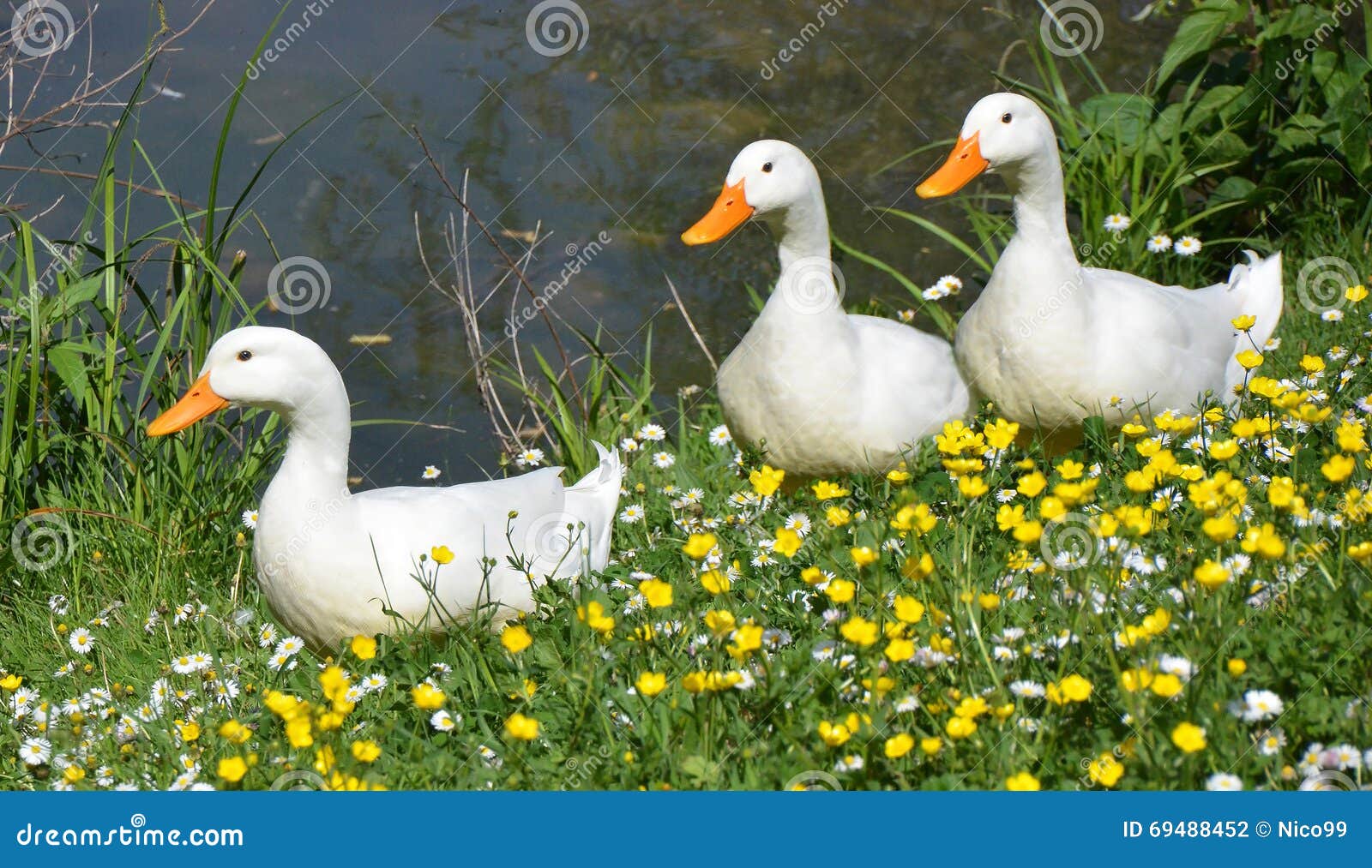 White ducks in springtime stock photo. Image of farms - 69488452