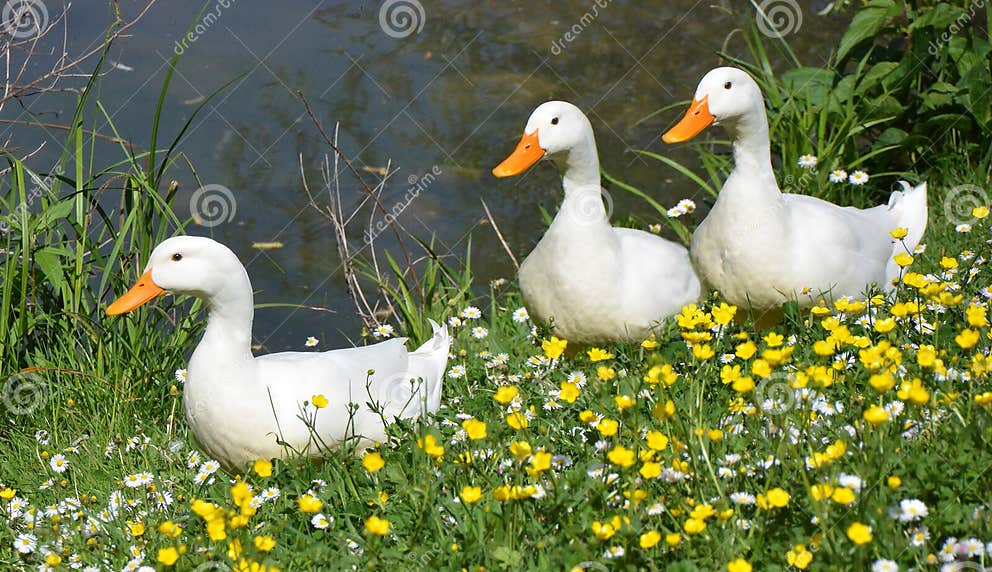 White ducks in springtime stock photo. Image of farms - 69488452