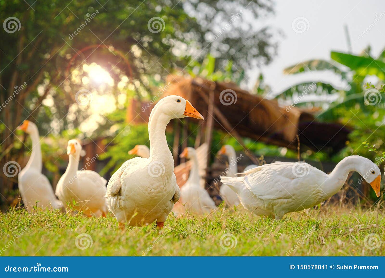 White ducks walk in garden stock image. Image of ducks - 150578041