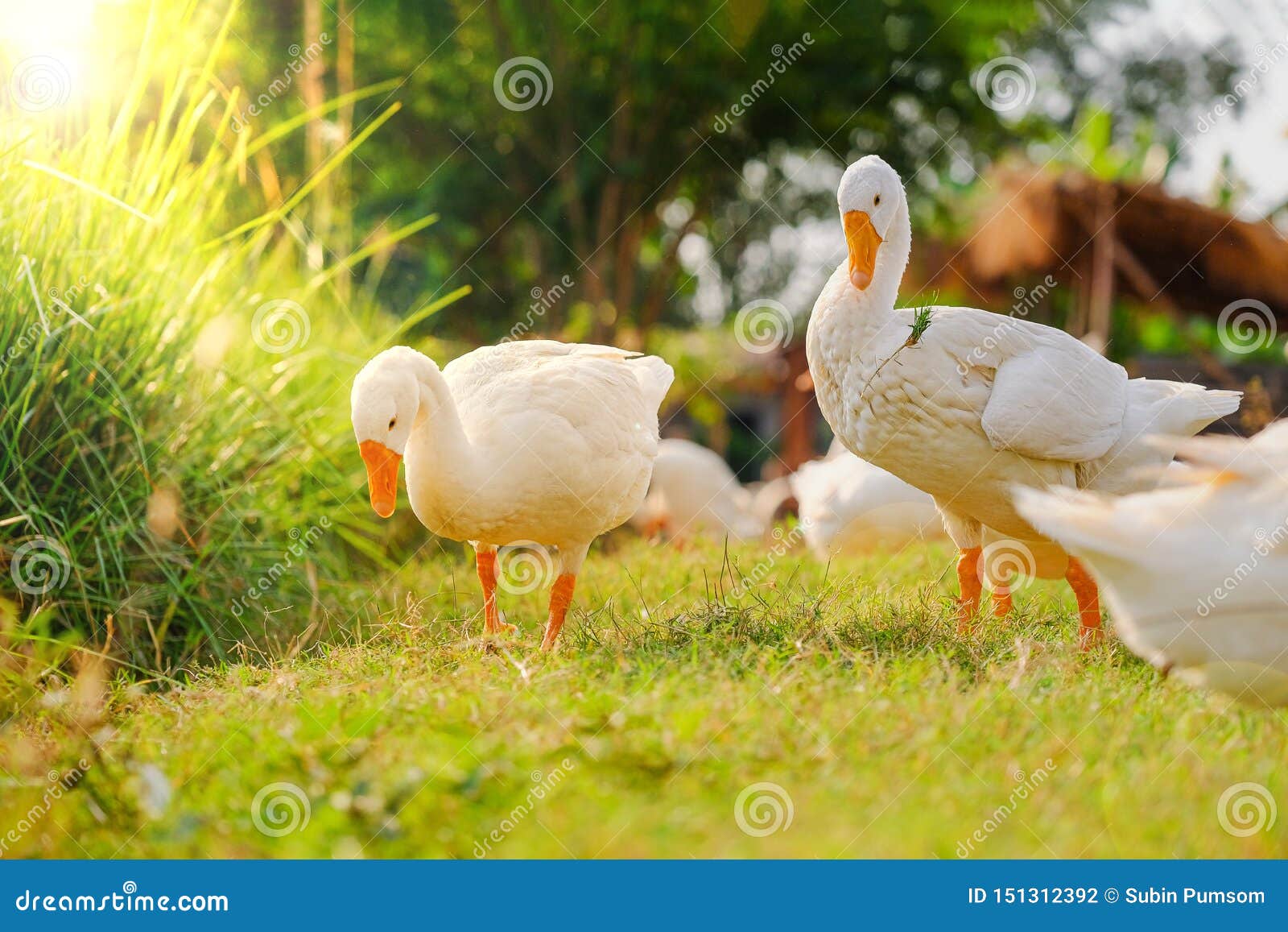 White ducks walk in garden stock photo. Image of landscape - 151312392