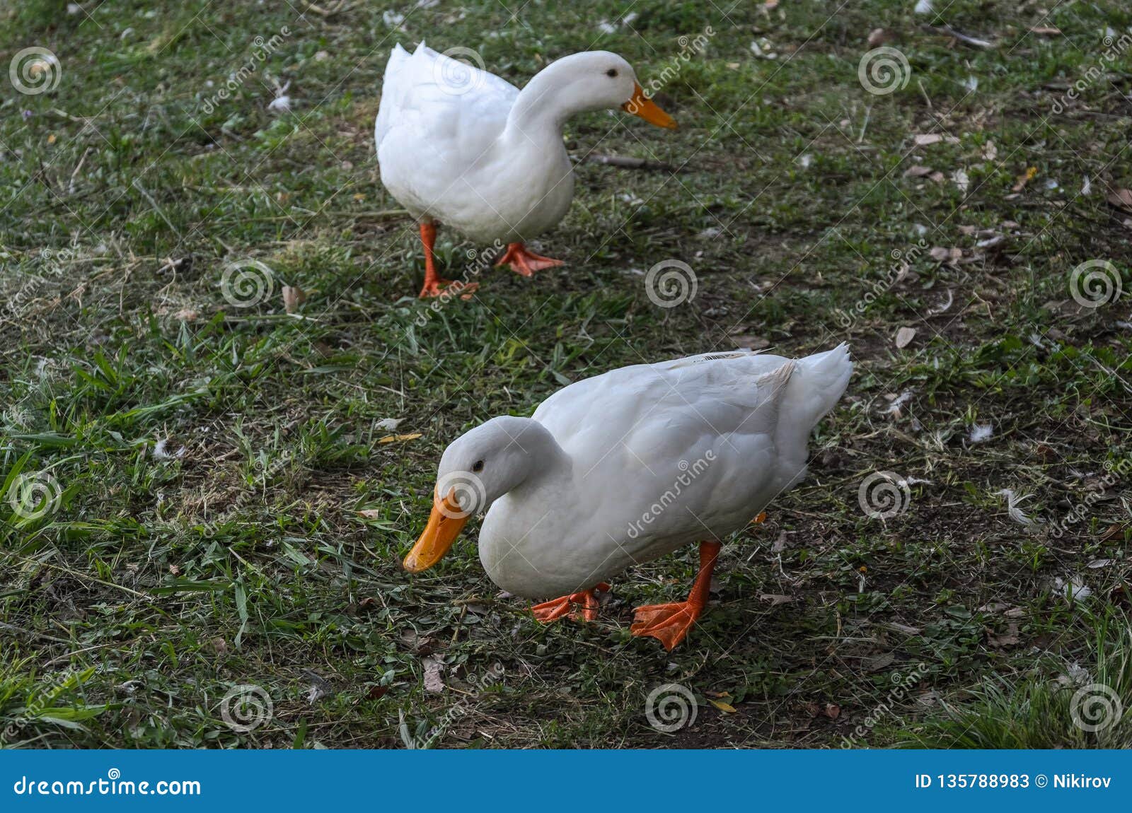 White Ducks Walk on the Grass Stock Image - Image of male, lawn: 135788983