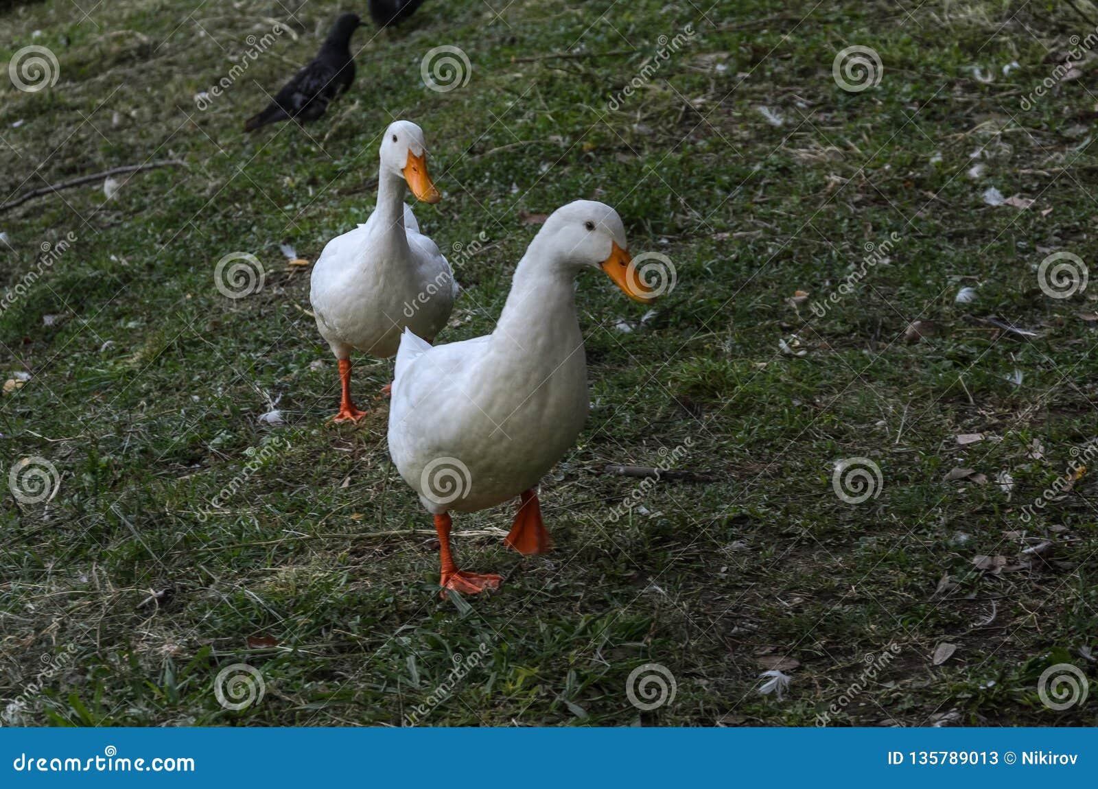 White Ducks Walk on the Grass Stock Image - Image of feathers, orange ...