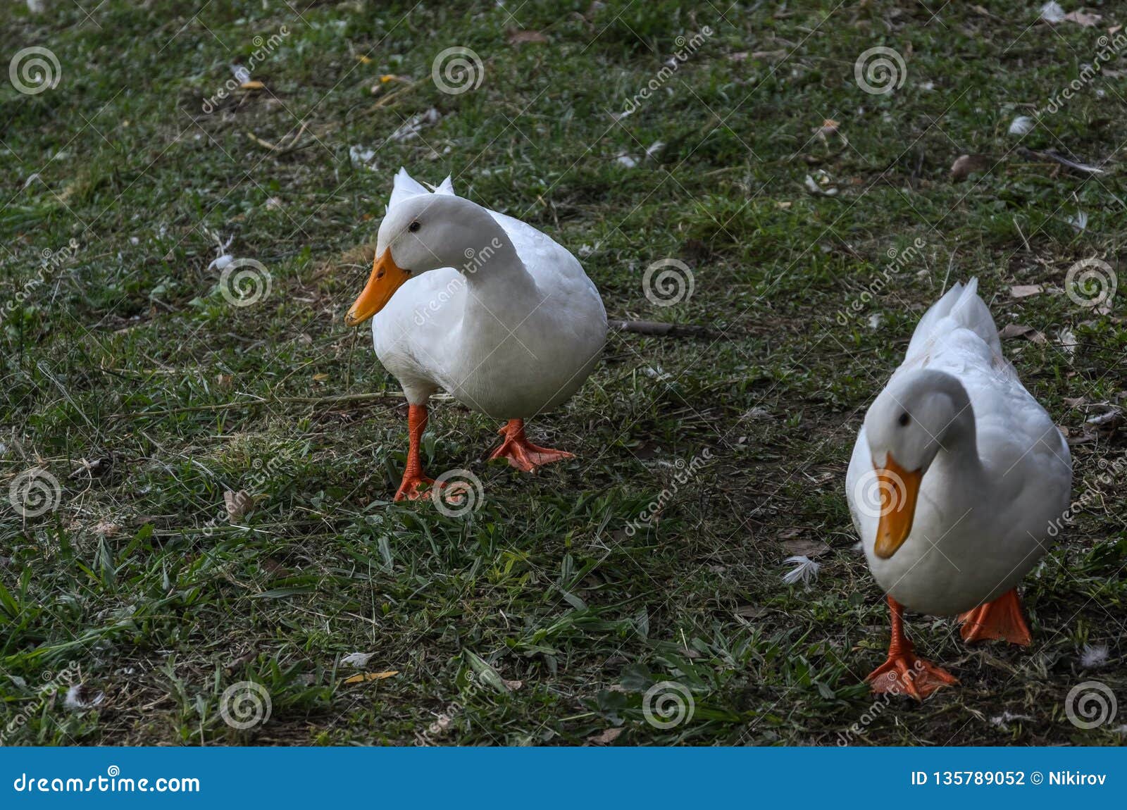 White Ducks Walk on the Grass Stock Photo - Image of grass, livestock ...
