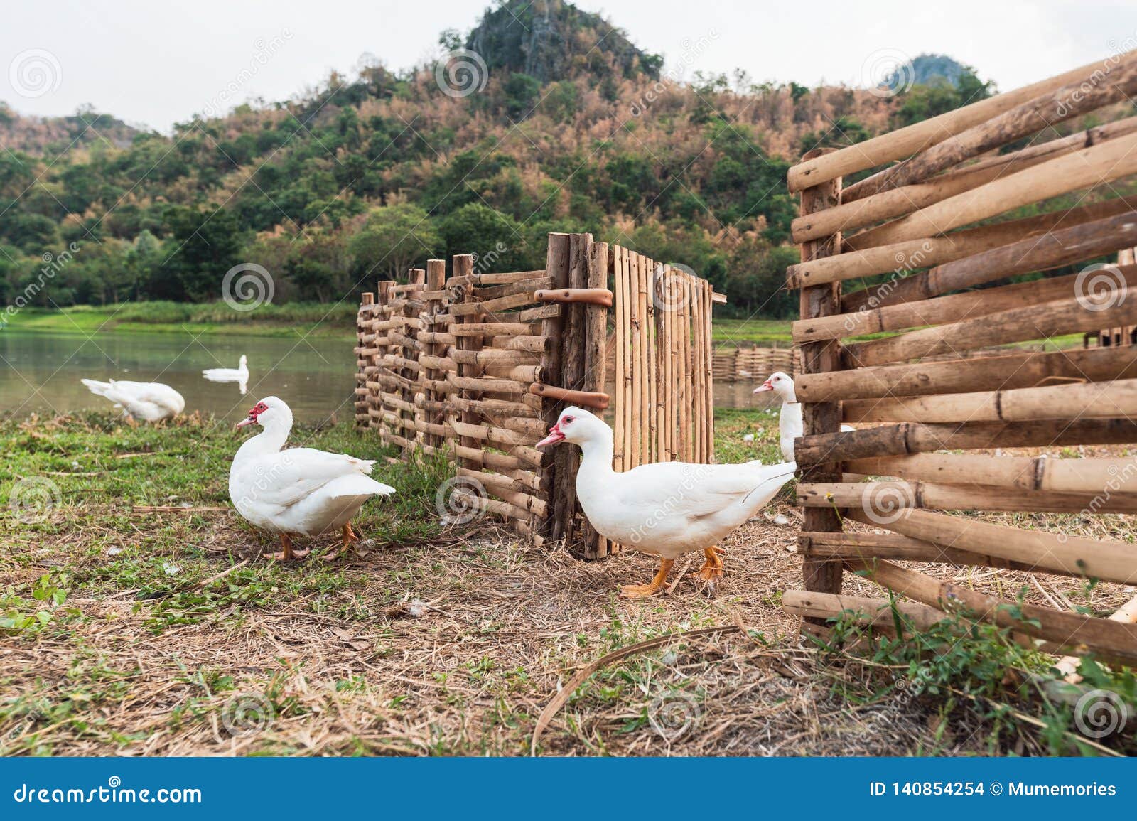 White Ducks Walking Out of Wooden Stall Stock Photo - Image of greenery ...