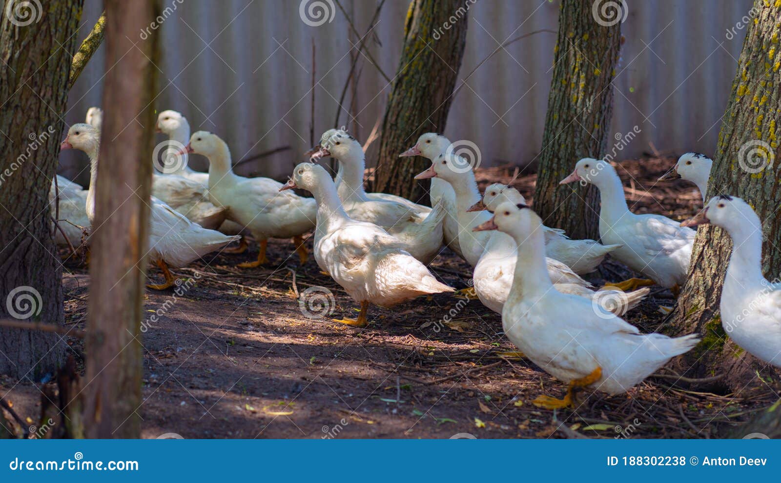 White Ducks Walking in Paddock. Duck Looking for Grains while Walking ...