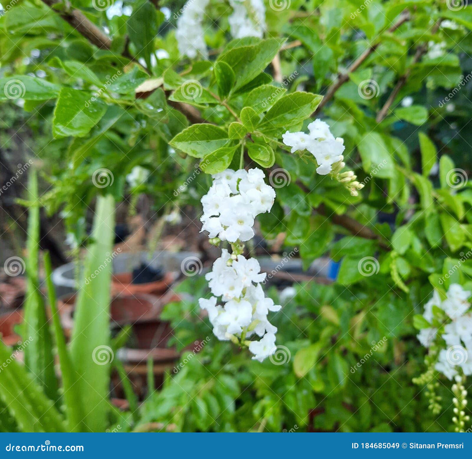 White Duranta in garden stock image. Image of river - 184685049