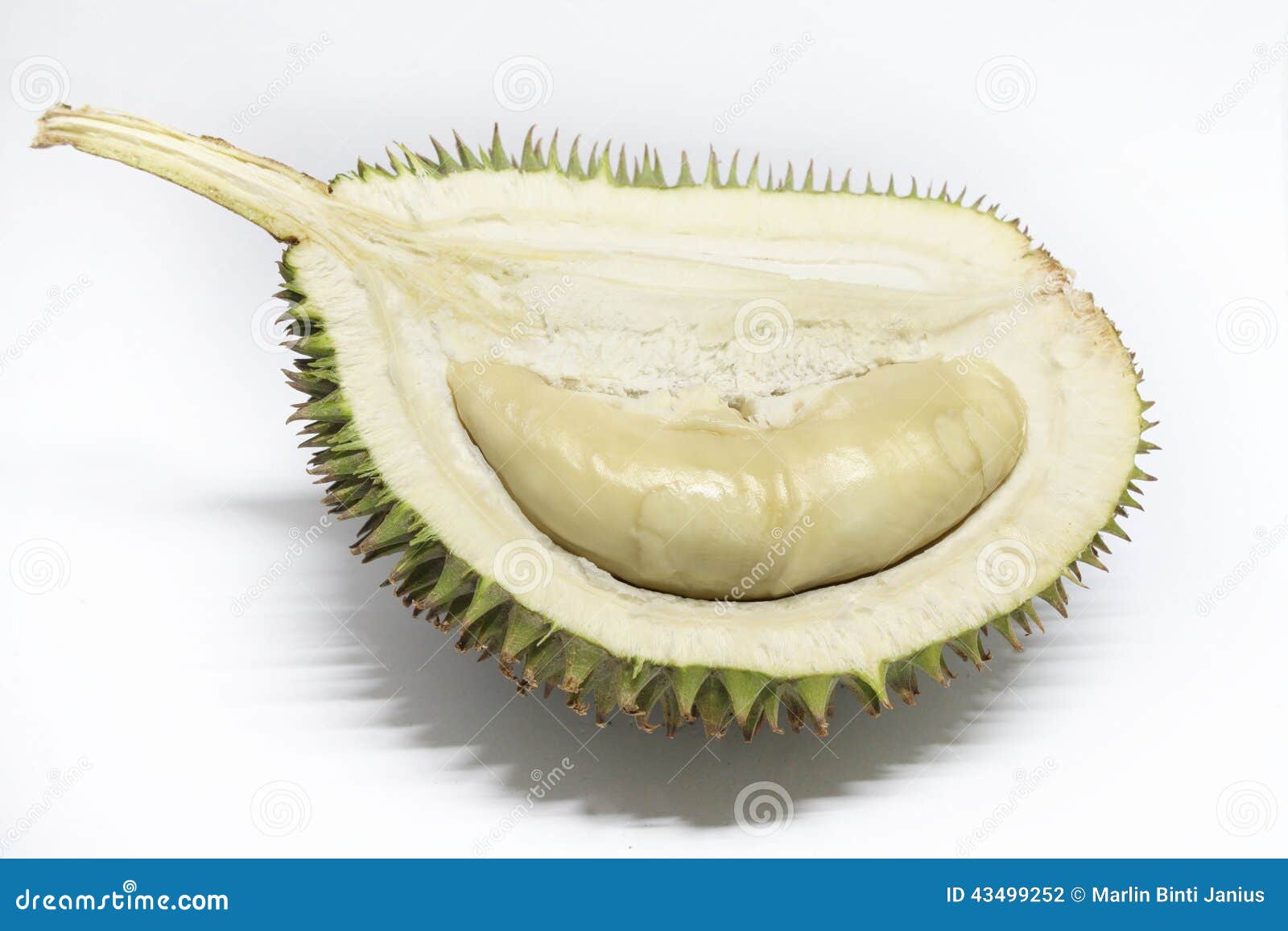 White durian stock photo. Image of jagged, husk, hard - 43499252