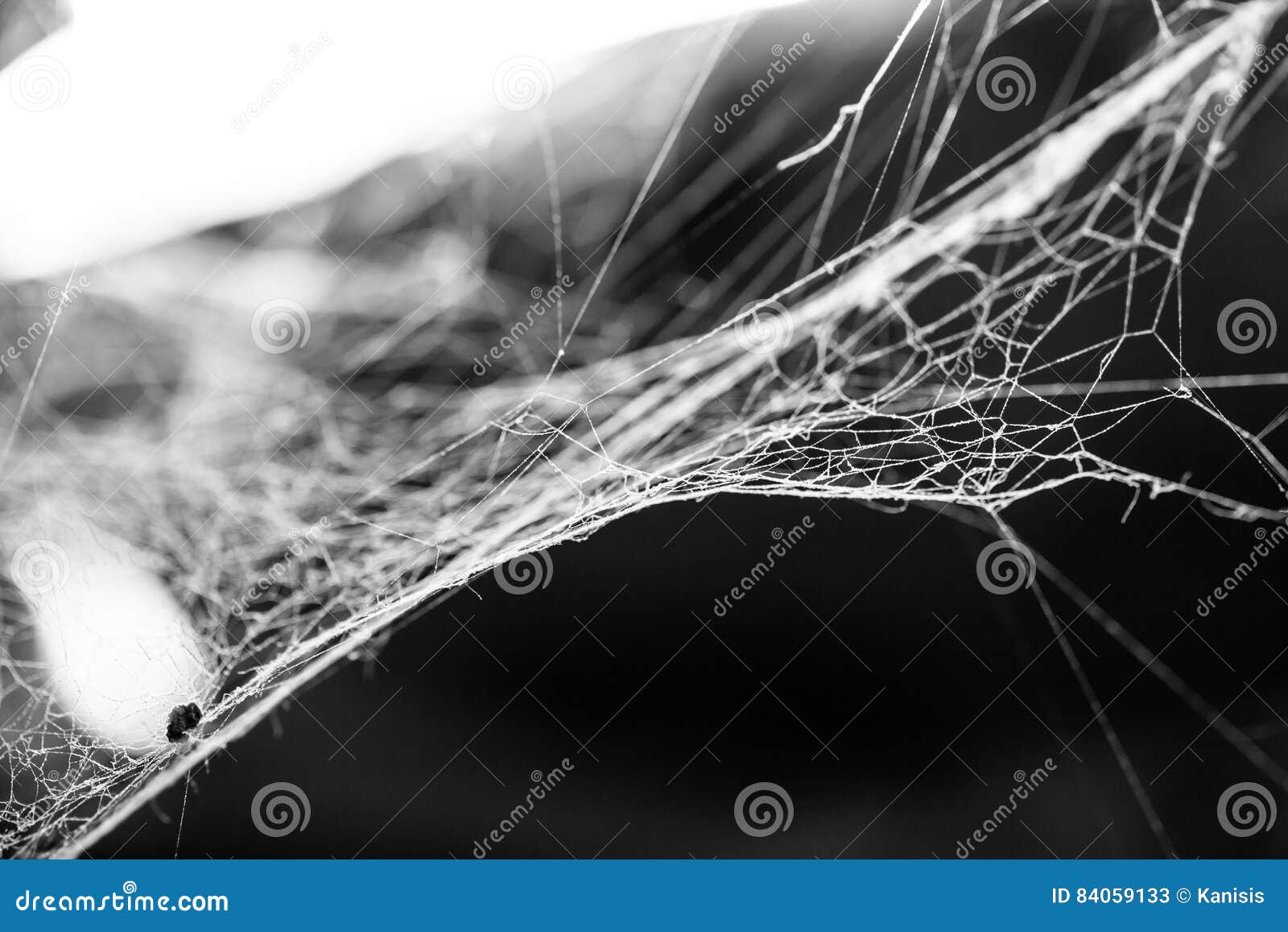 White Dusty Spider Web, Scary Dark Background on a Sunlight Stock Image ...