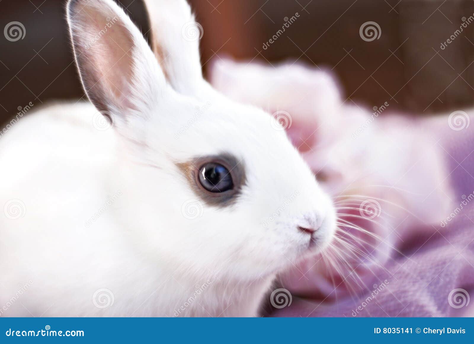 White Dwarf Bunny stock image. Image of hare, gaze, backgrounds - 8035141