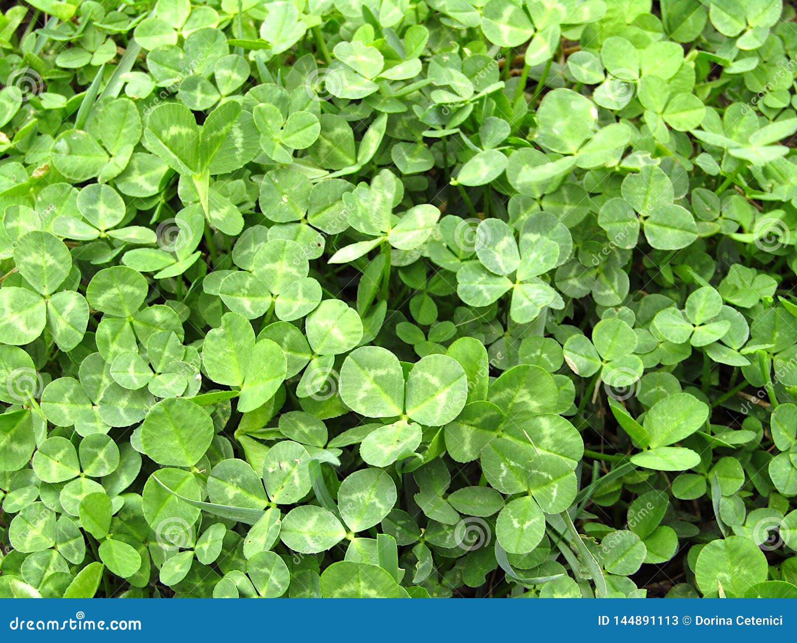 Clover Trifolium Repens Background. Garden Path. Macro Details. Close ...