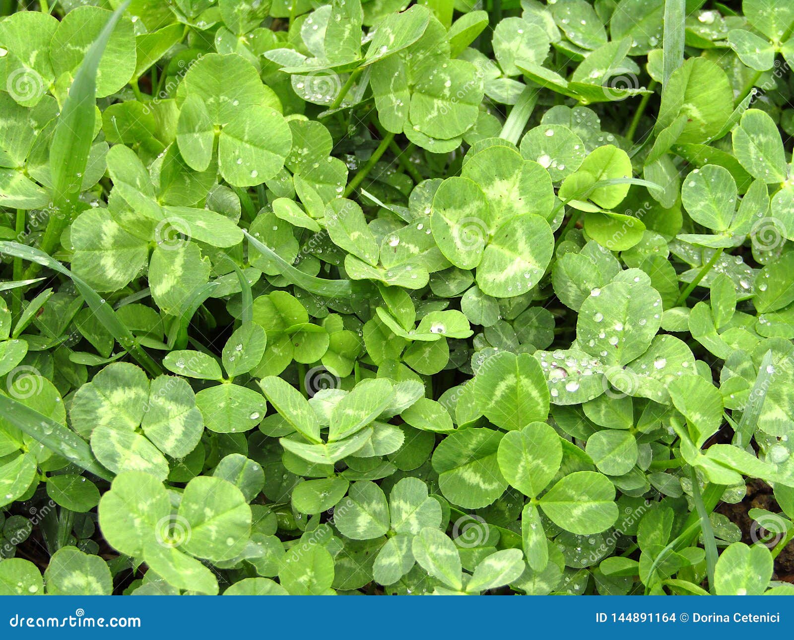 Clover Trifolium Repens with Water Drops. Background. Macro Details ...