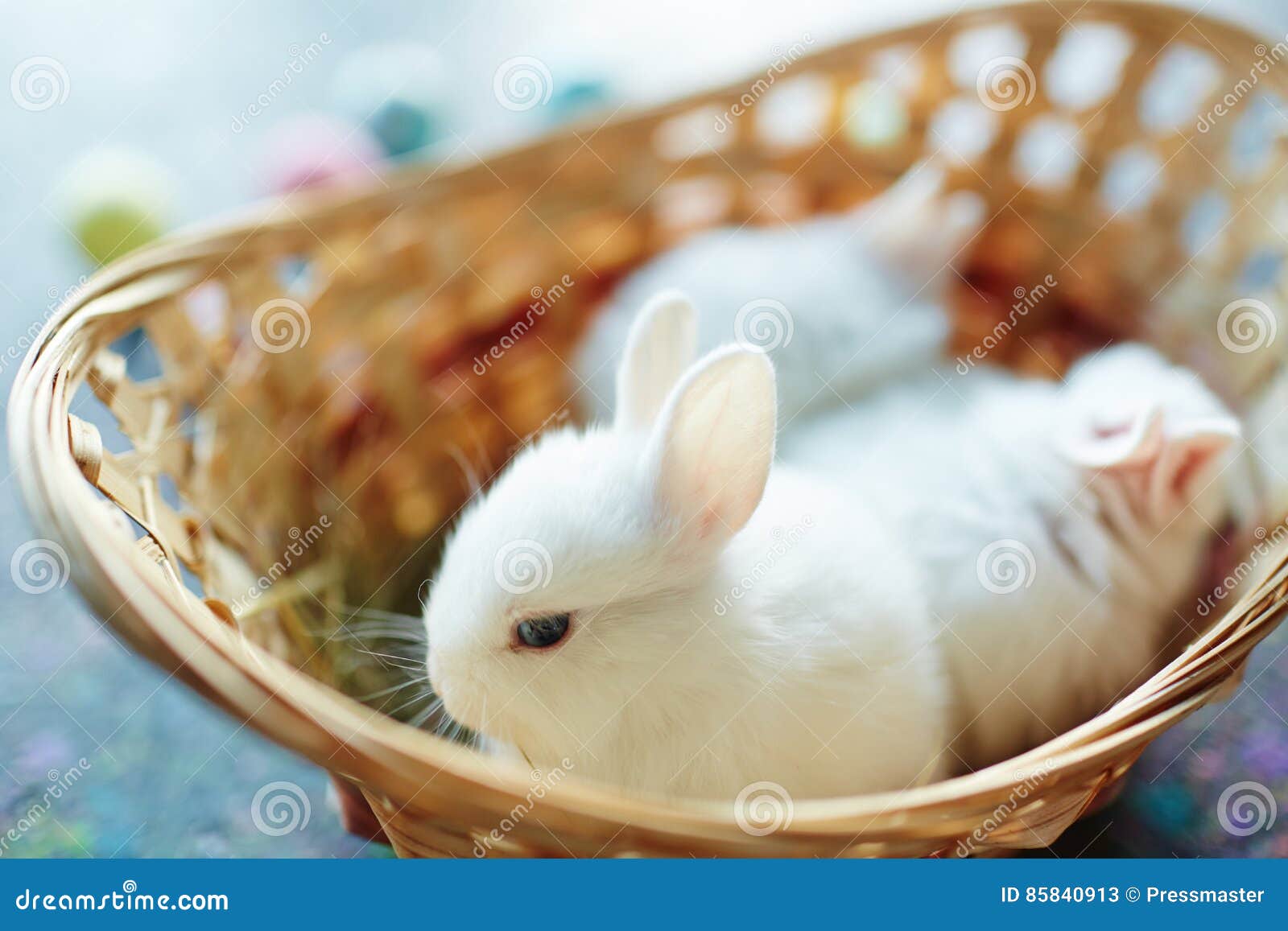 White dwarf rabbits stock image. Image of gift, occasion - 85840913
