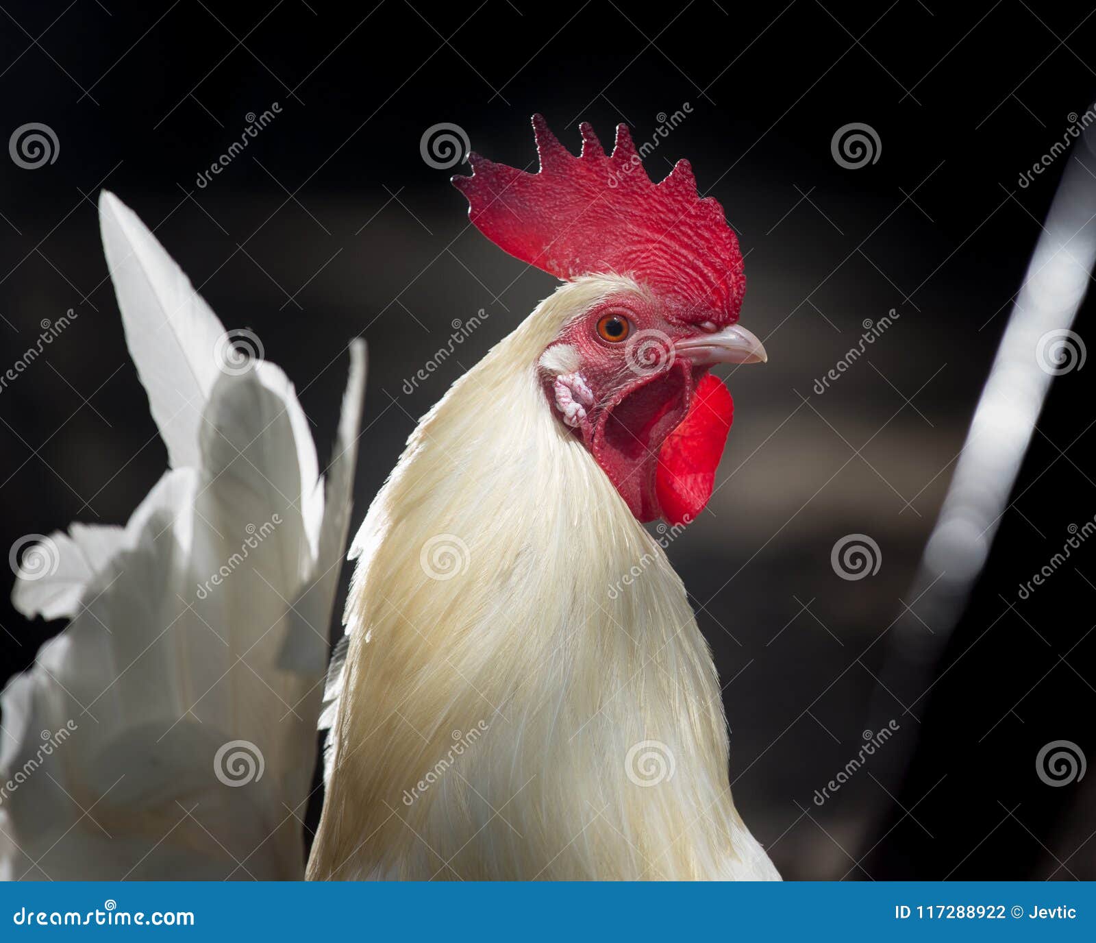 Dwarf Rooster And Chickens Are Eating In Backyard Royalty-Free Stock ...