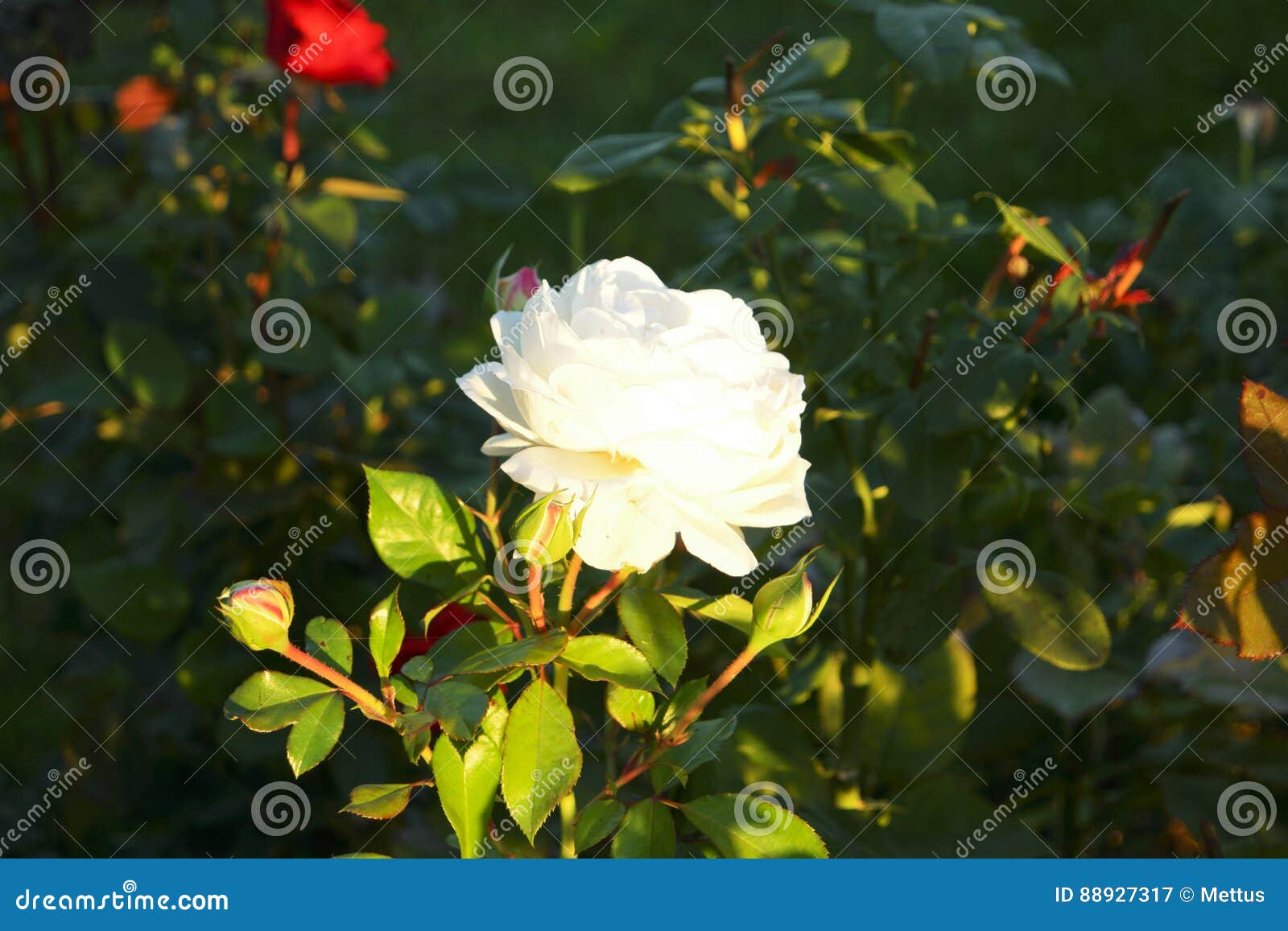White Dying Rose on Rosebush in Autumn Time Stock Image - Image of love ...