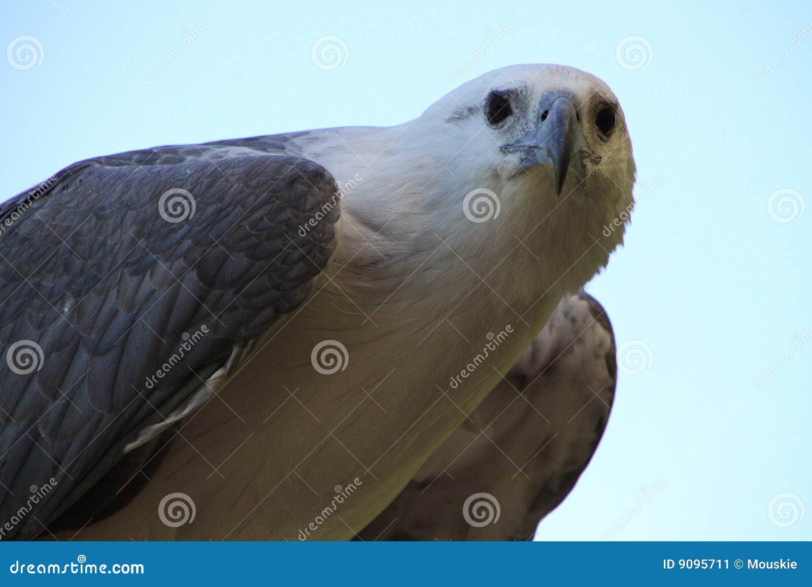 White Eagle stock image. Image of grey, feathers, eagle - 9095711