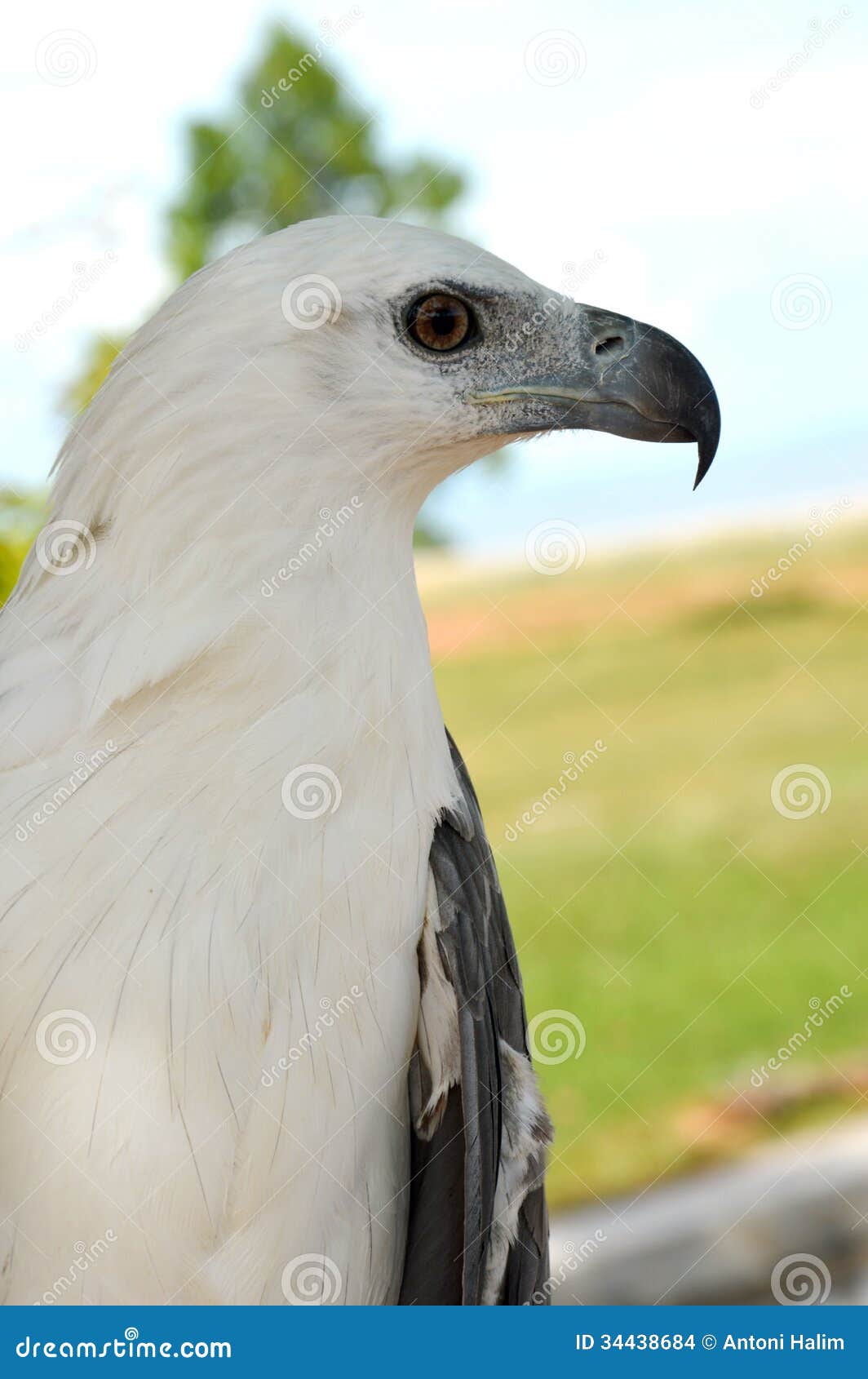 White eagle stock photo. Image of profile, raptor, eagle - 34438684