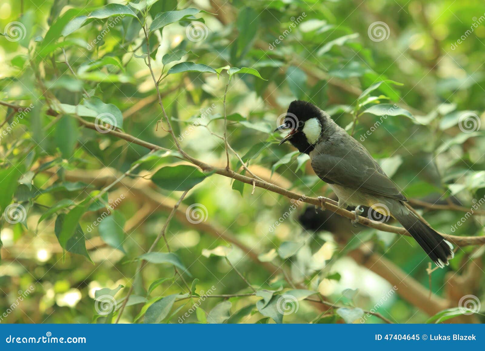 White-eared bulbul stock image. Image of leucotis, eared - 47404645