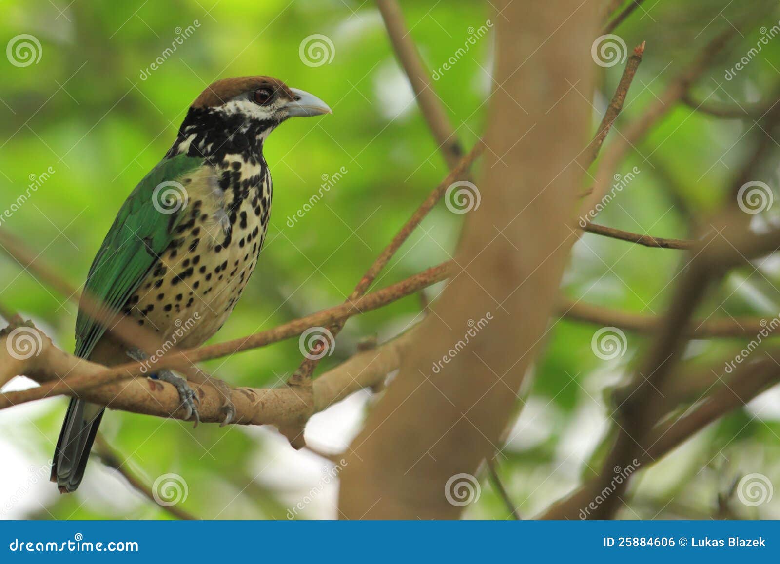 White-eared catbird stock photo. Image of buccoides, catbird - 25884606