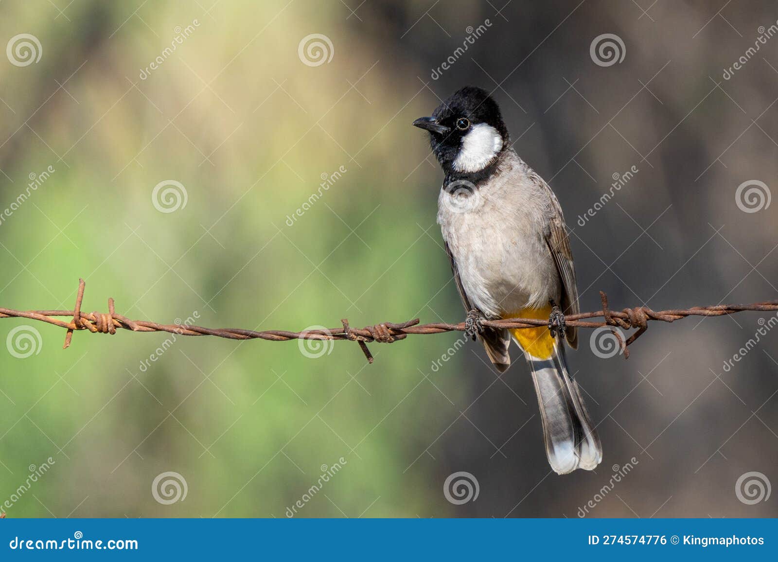 A White Eared (White-Cheeked) Bulbul (Pycnonotus Leucotis) on a Wire ...