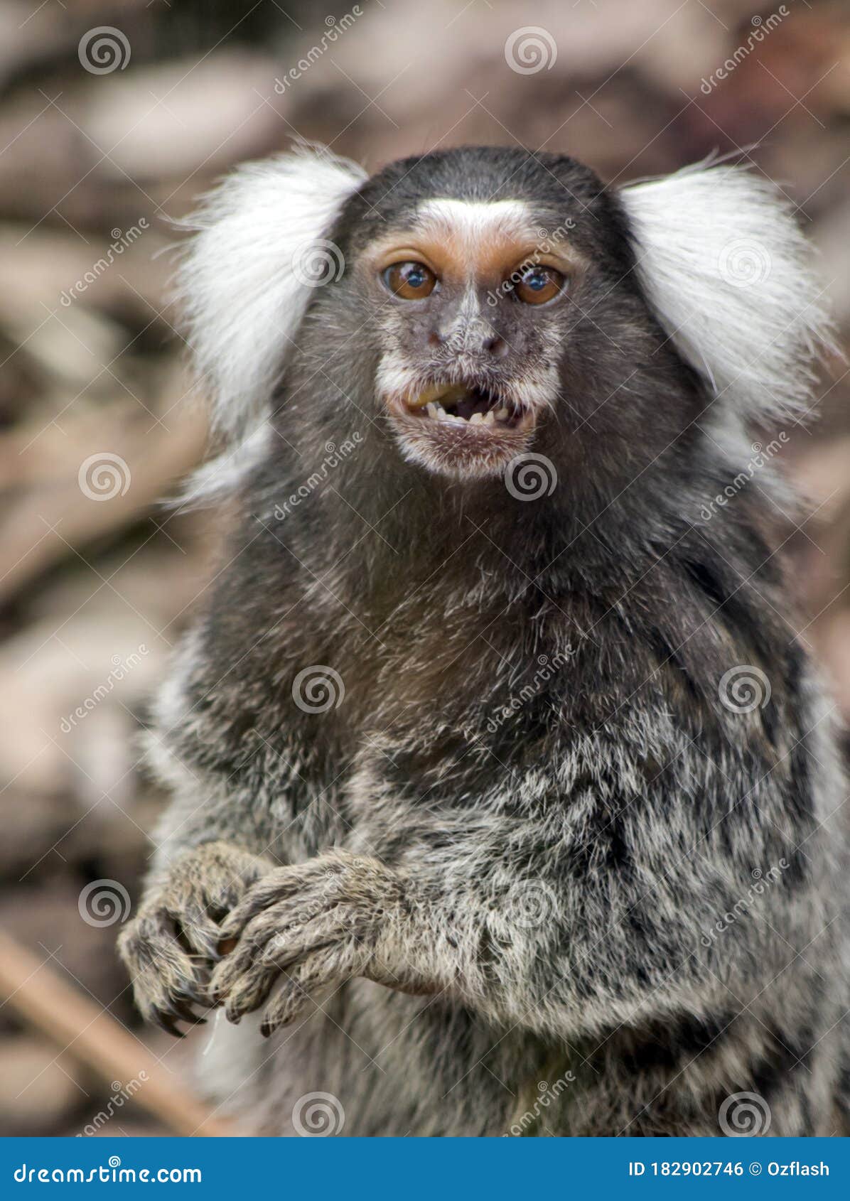 The White Eared Marmoset is Eating an Apple Stock Photo - Image of ...