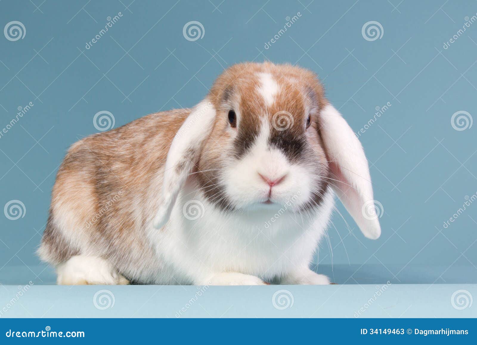 White Eared Mini-lop Rabbit in the Studio Stock Image - Image of mature ...