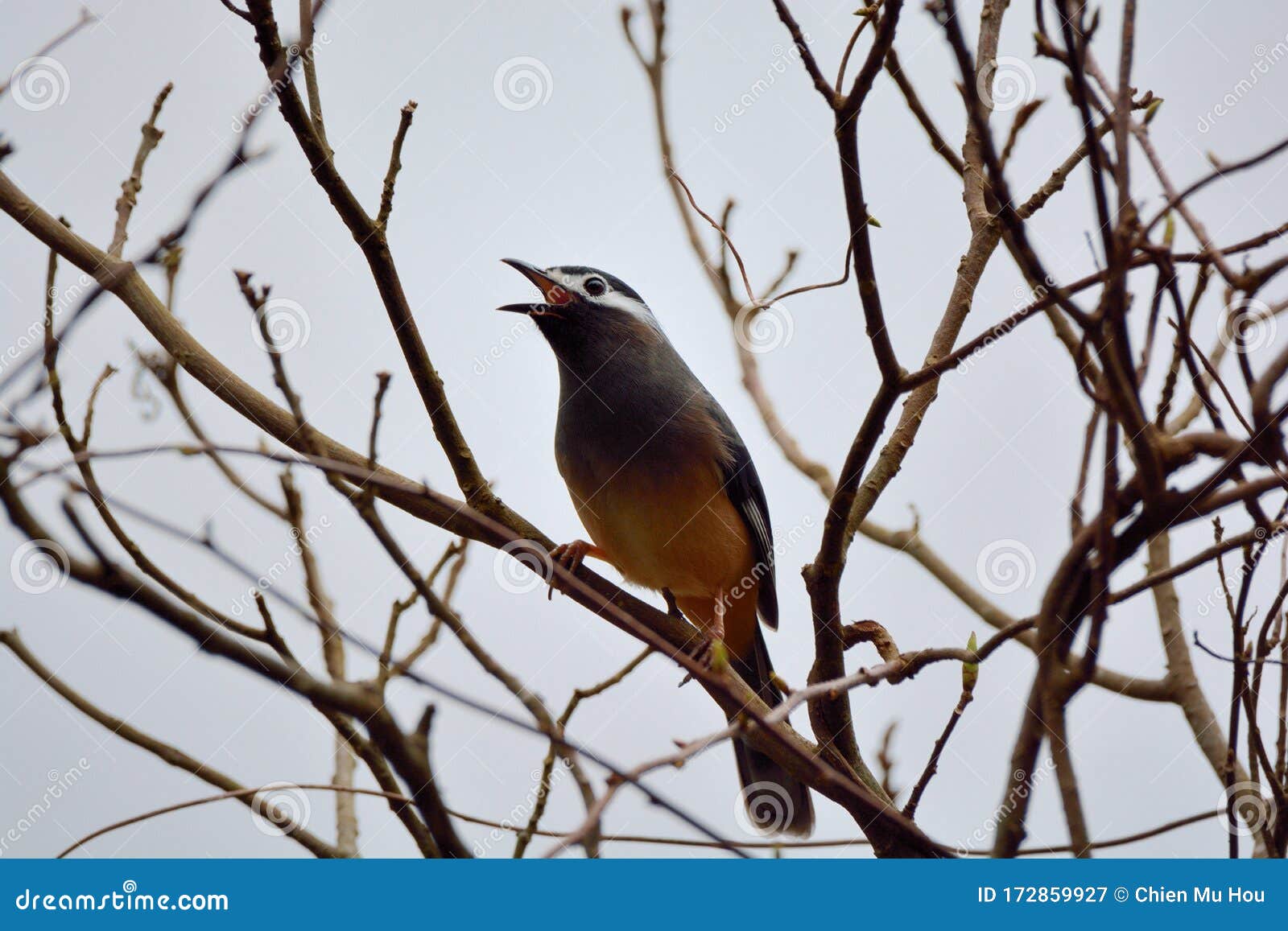 White-eared Sibia bird. stock image. Image of heterophasia - 172859927